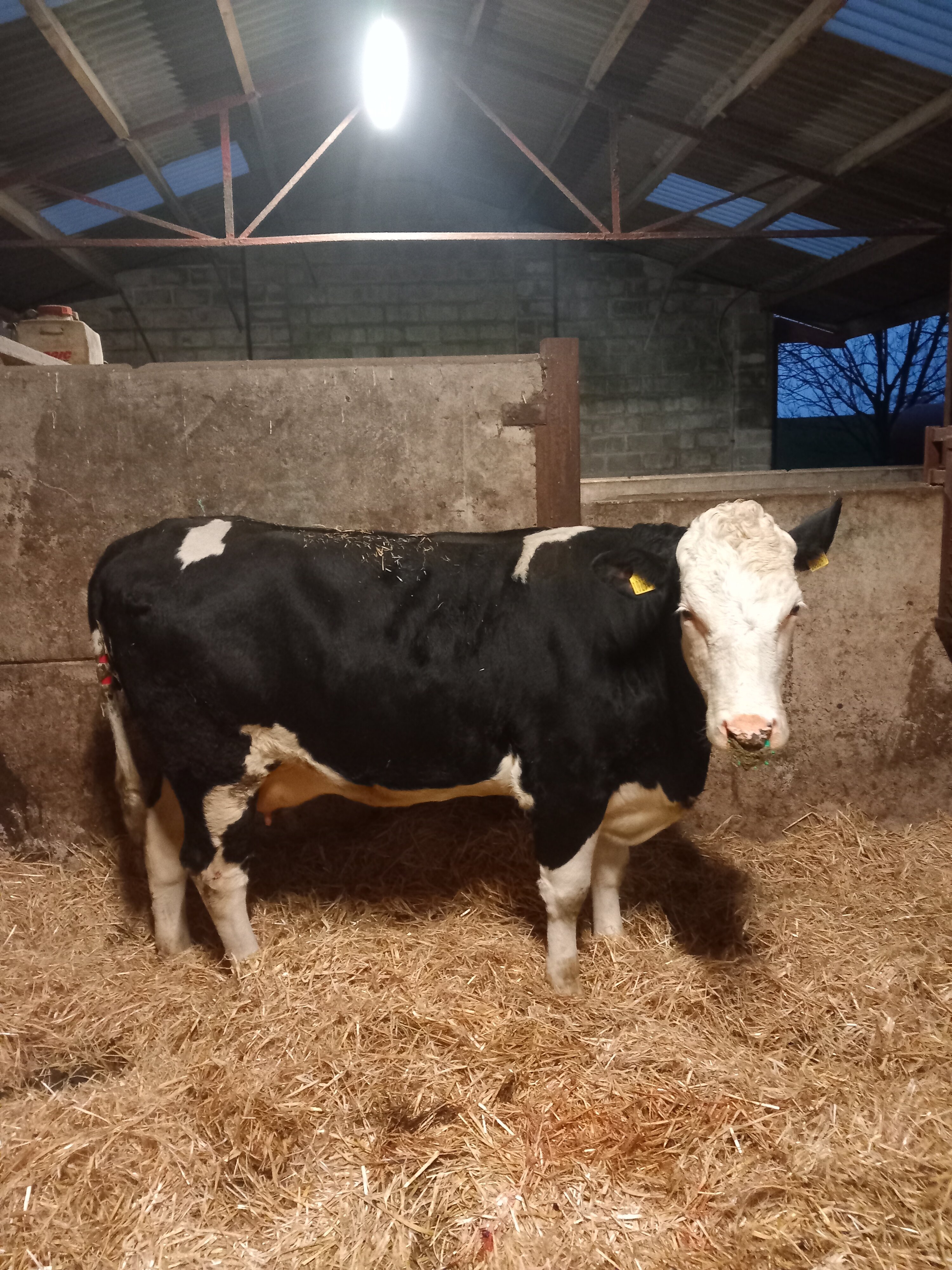 Rearing calves to yearlings indoors full time | The Farming Forum