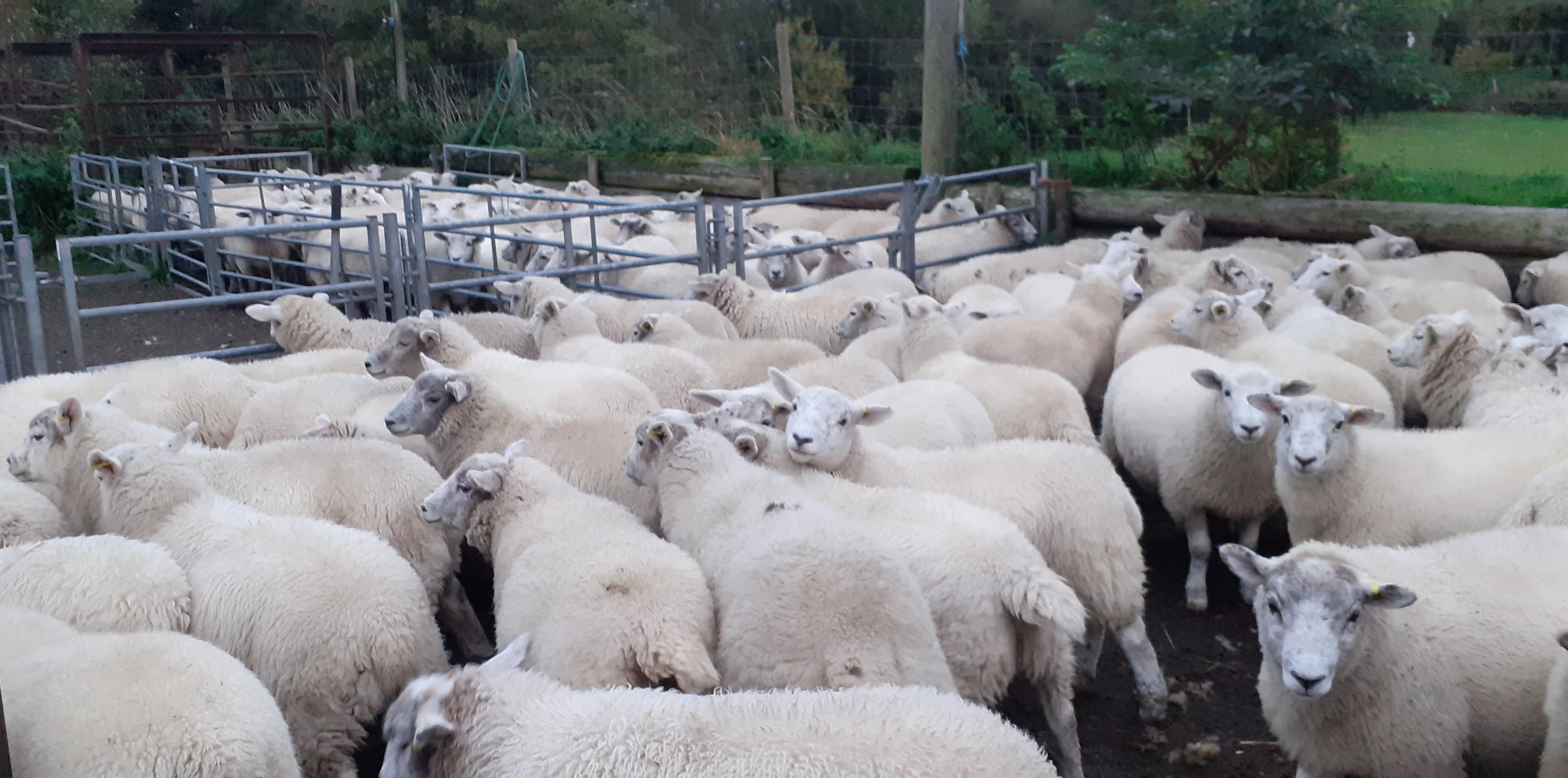 Sheep | Page 2 | The Farming Forum