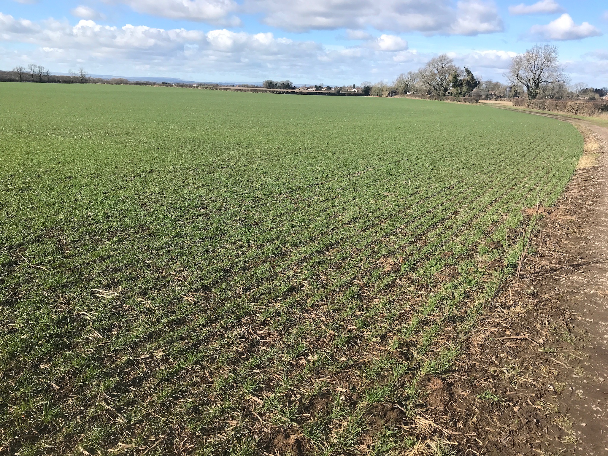 Direct/Strip-till drilling photo gallery | Page 151 | The Farming Forum