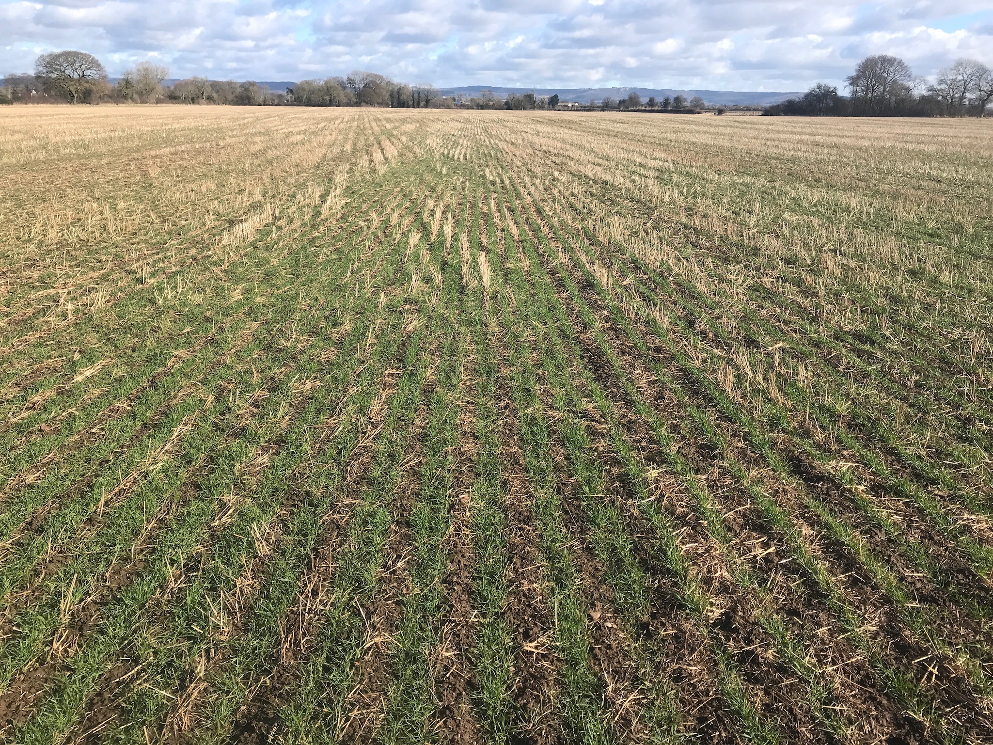 Direct/Strip-till drilling photo gallery | Page 151 | The Farming Forum