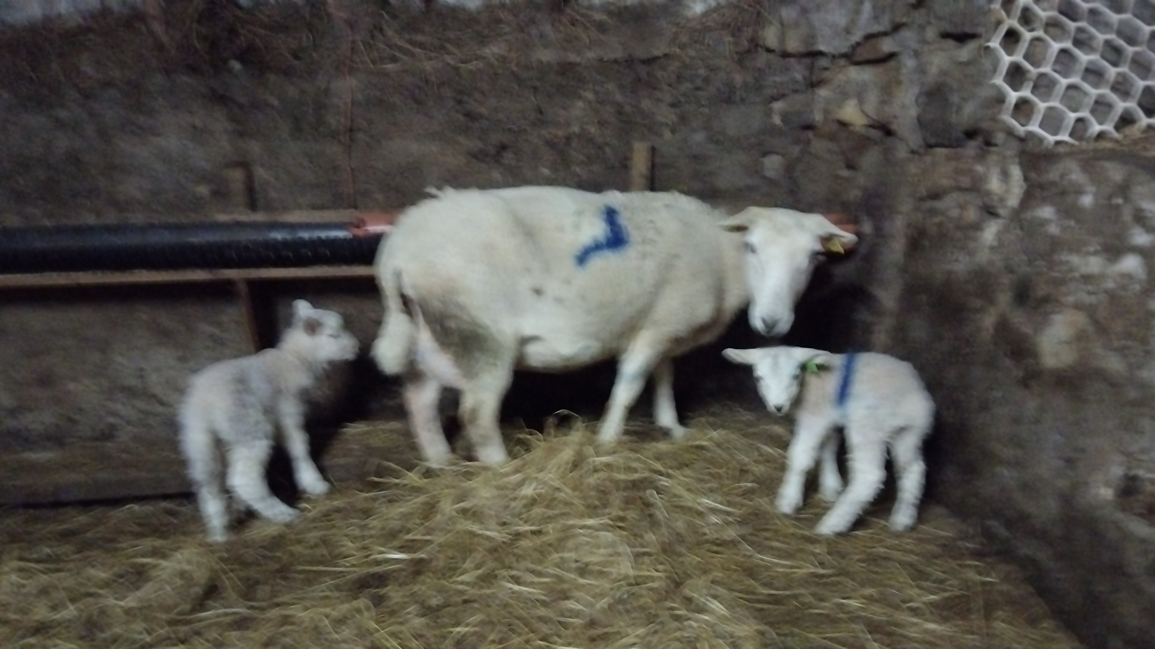 Sheep | Page 2 | The Farming Forum
