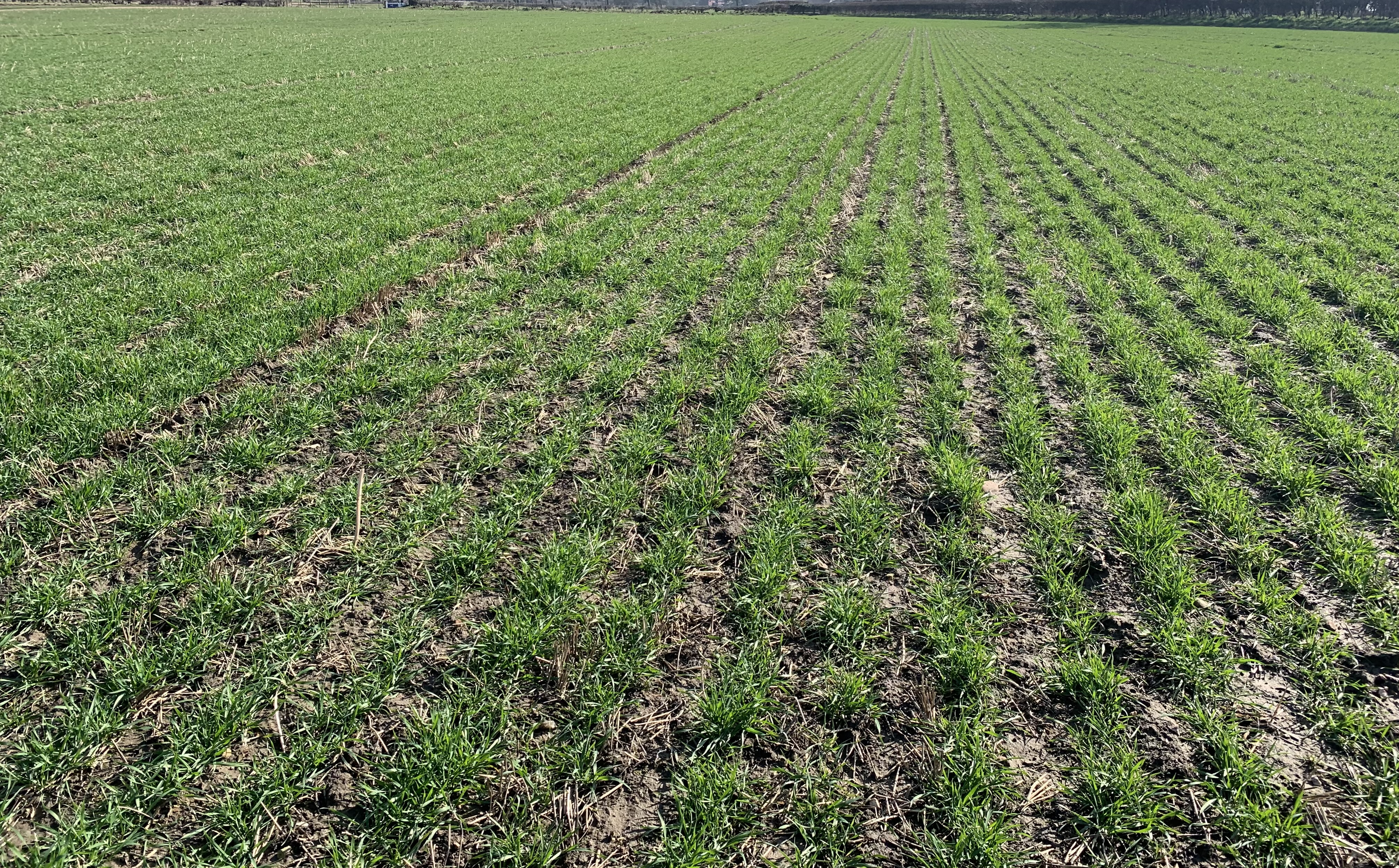 Direct/Strip-till drilling photo gallery | Page 151 | The Farming Forum