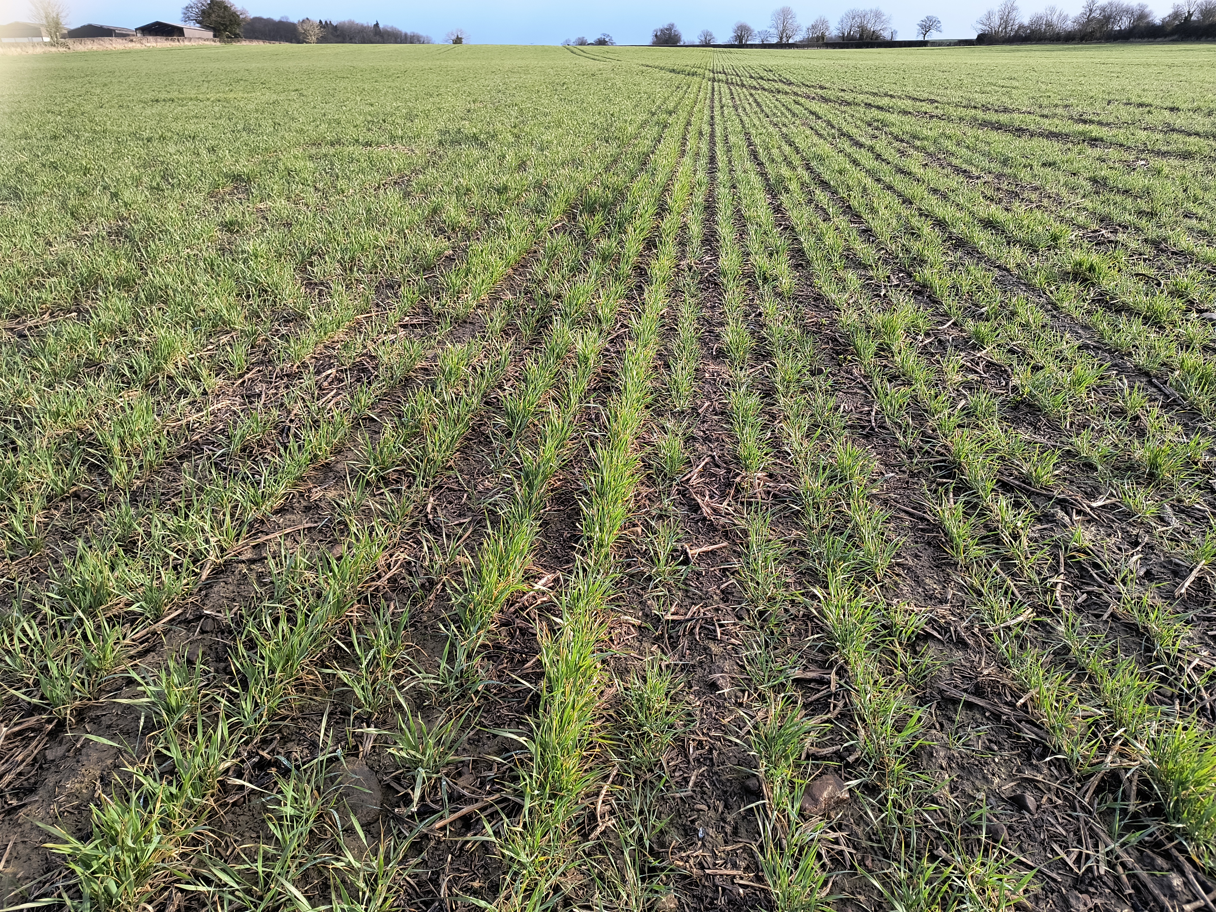 Direct/Strip-till drilling photo gallery | Page 151 | The Farming Forum