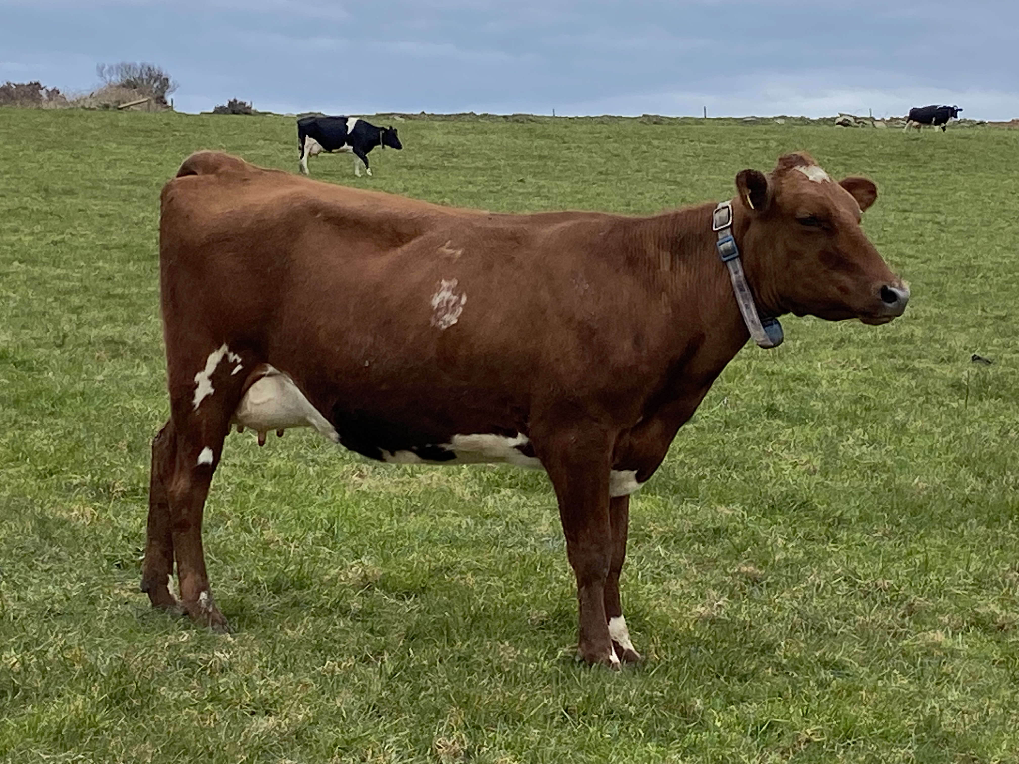 All things Dairy | Page 3545 | The Farming Forum