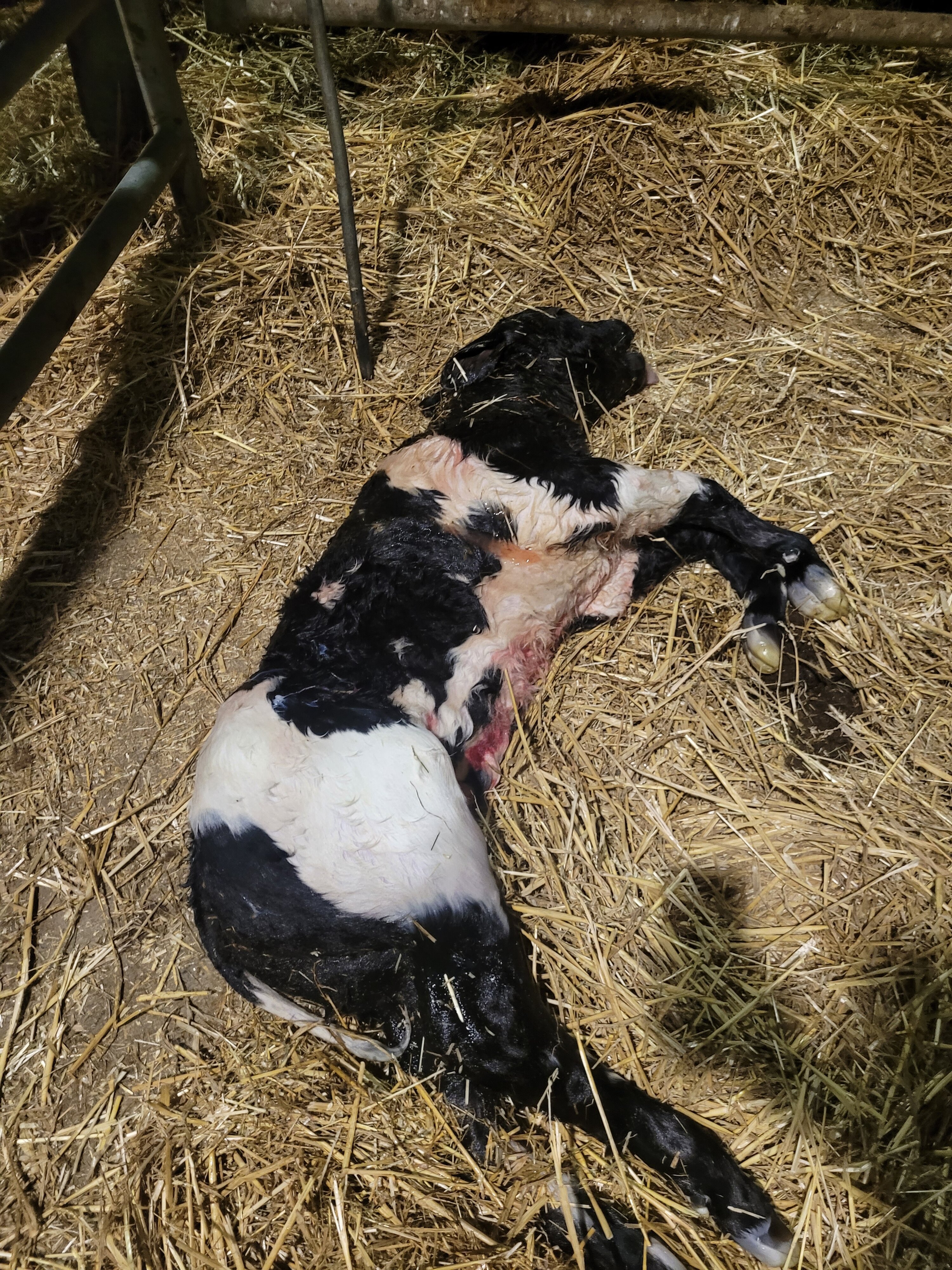 The Beef Tracker thread (no Sheep) | Page 436 | The Farming Forum