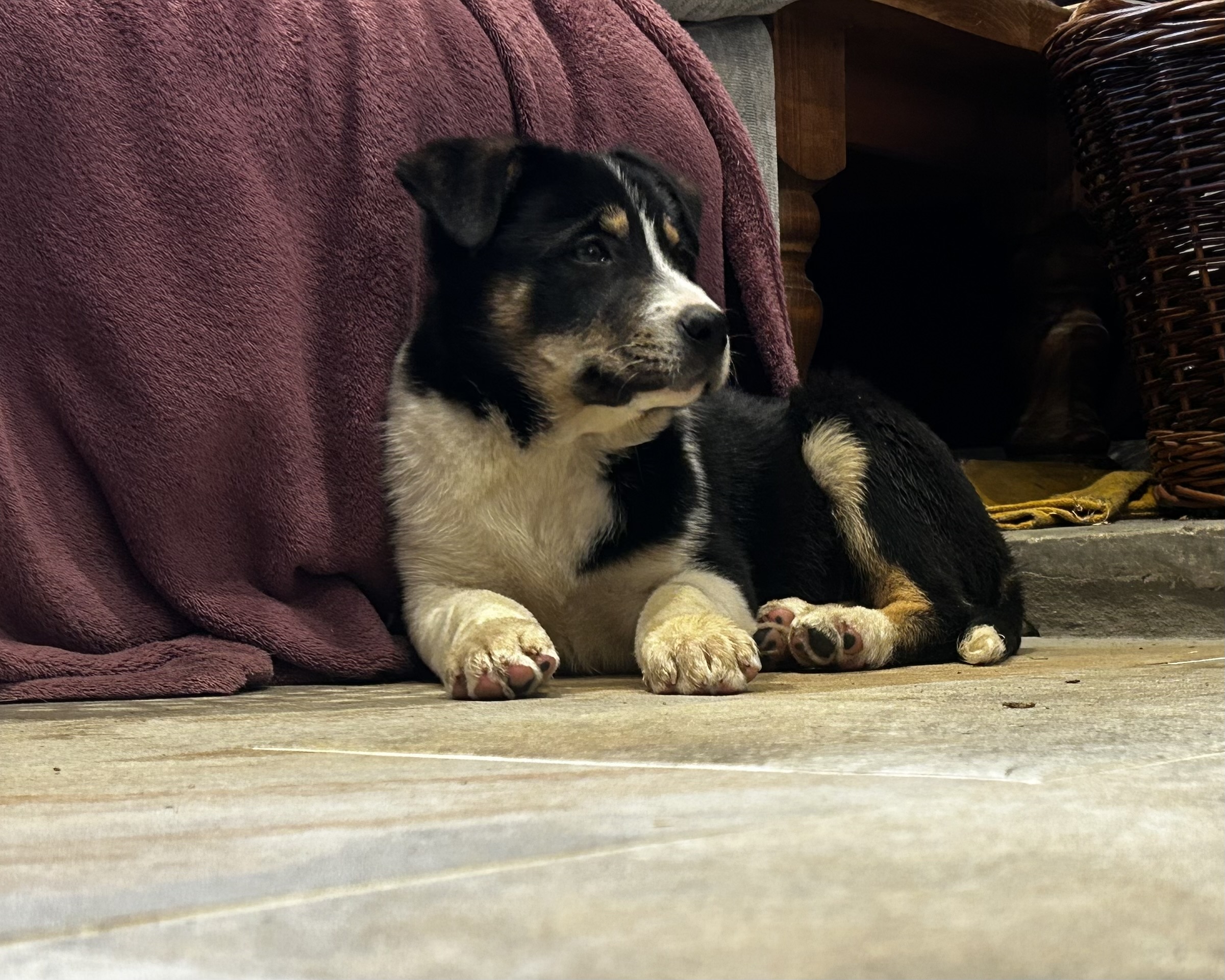 The Farm Dog | Page 140 | The Farming Forum