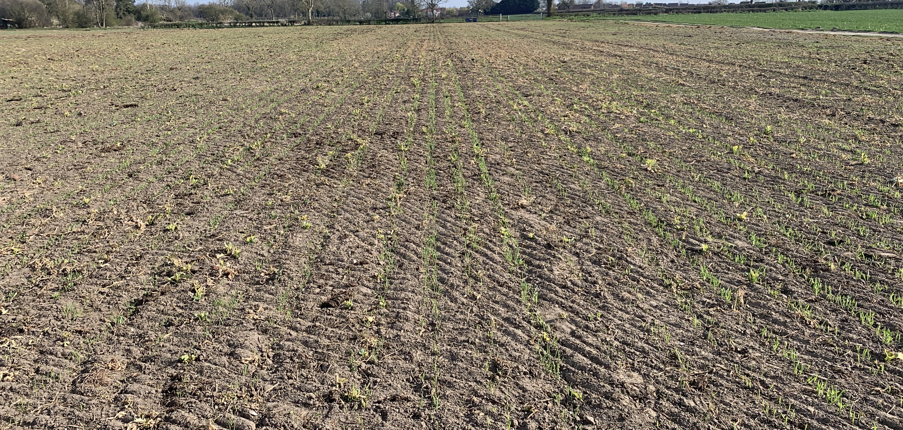 Direct/Strip-till drilling photo gallery | Page 151 | The Farming Forum