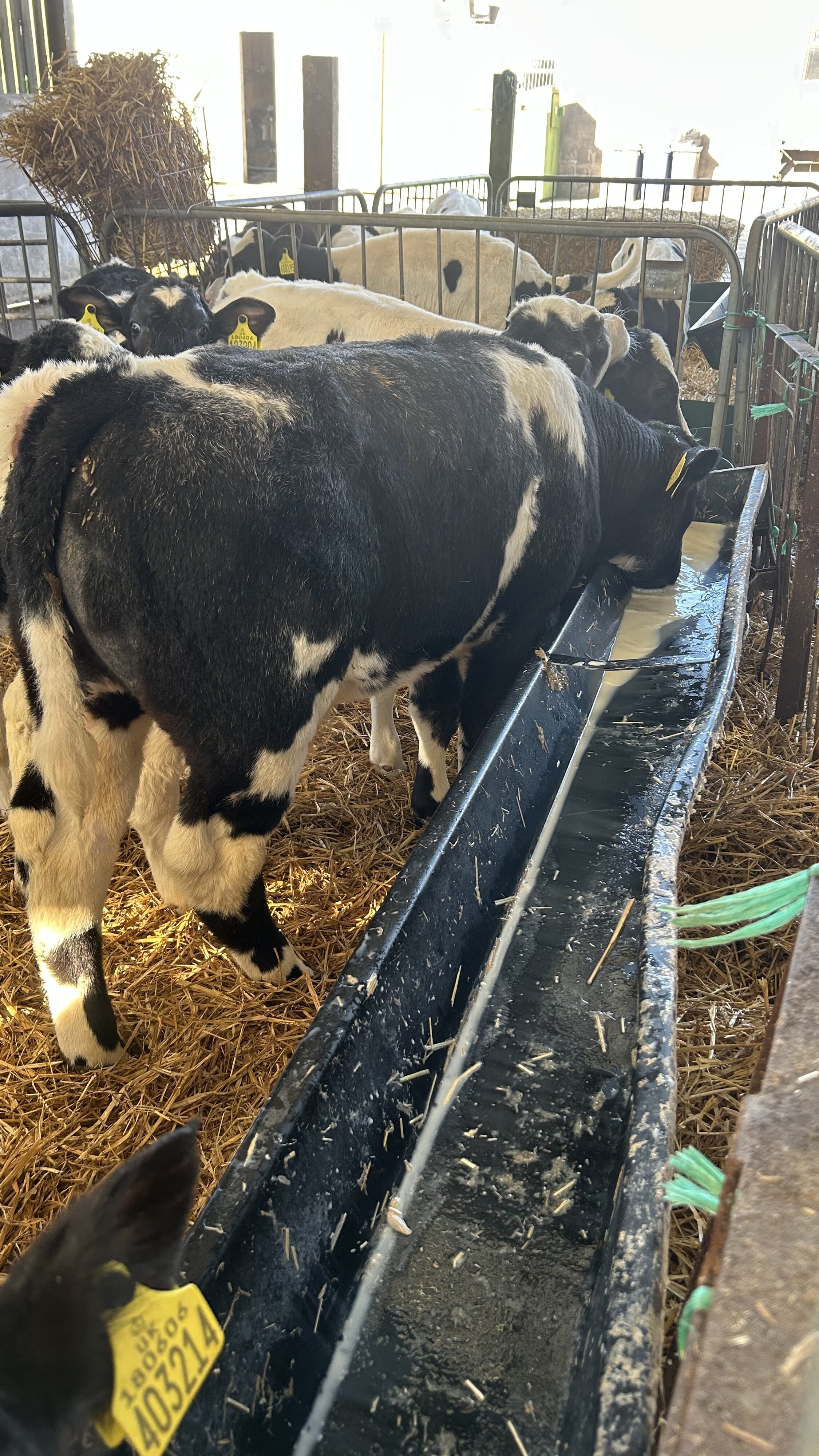 Calf prices | Page 15 | The Farming Forum