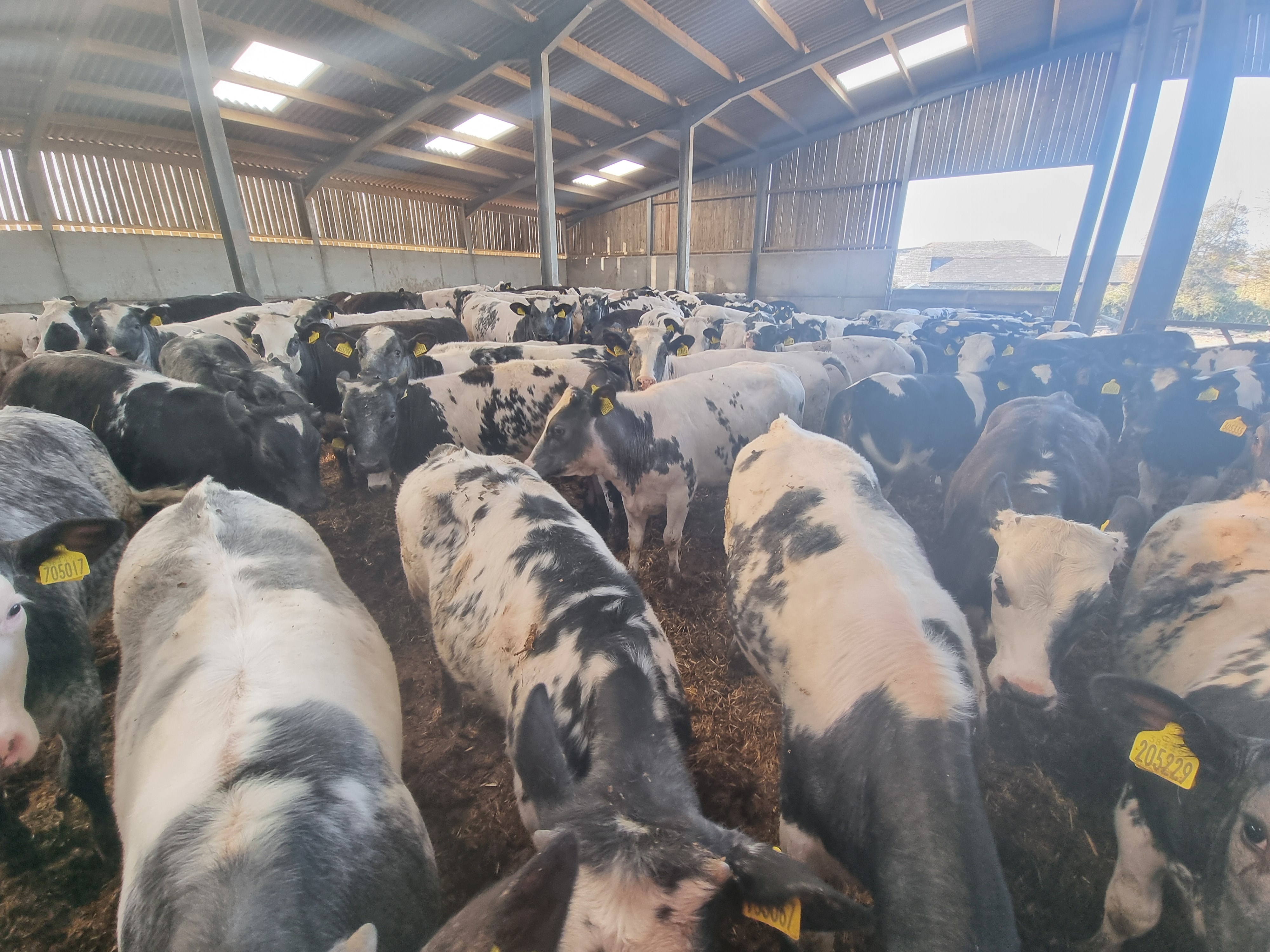 Calf prices | Page 17 | The Farming Forum
