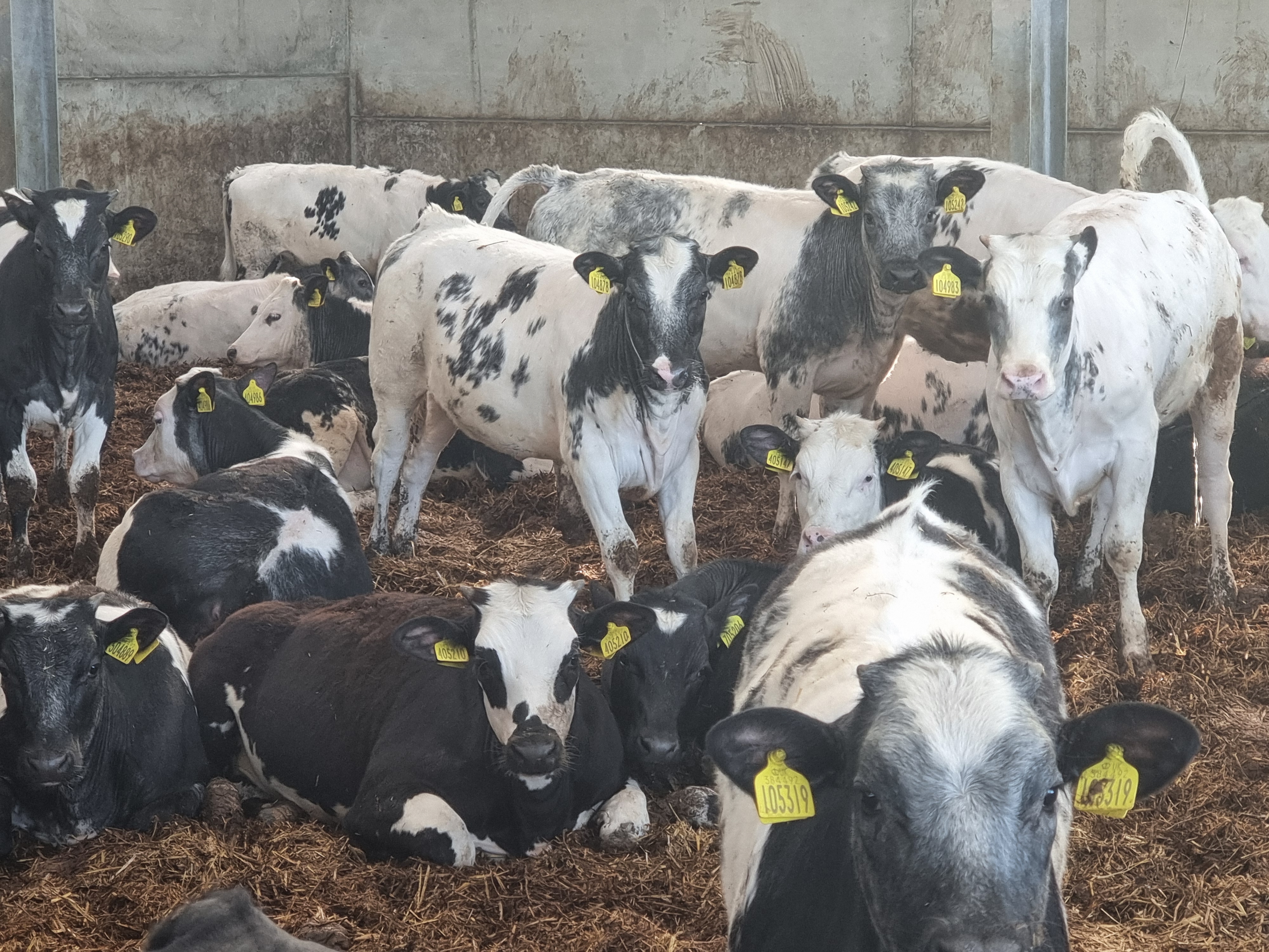 Calf prices | Page 17 | The Farming Forum