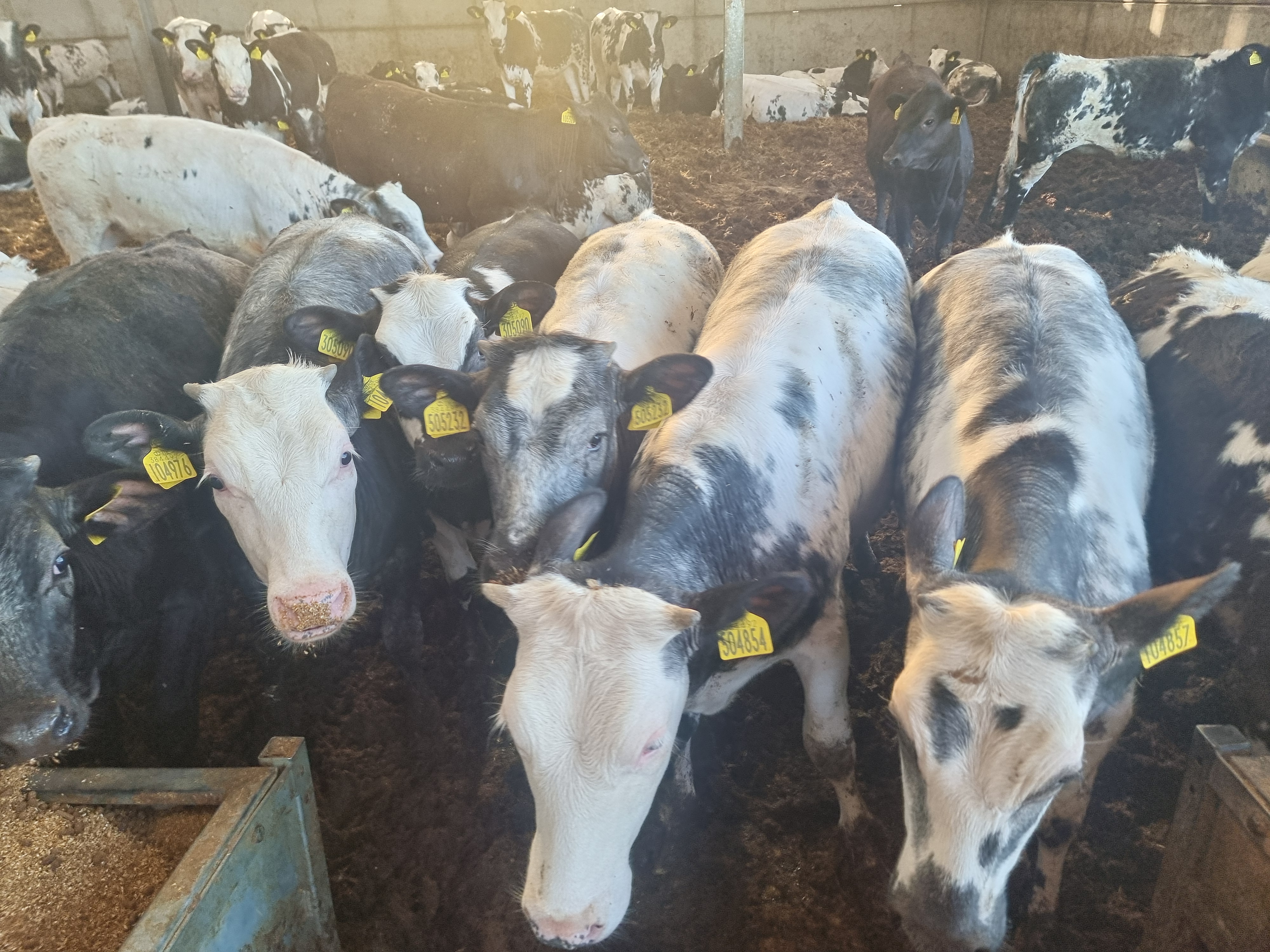 Calf prices | Page 17 | The Farming Forum