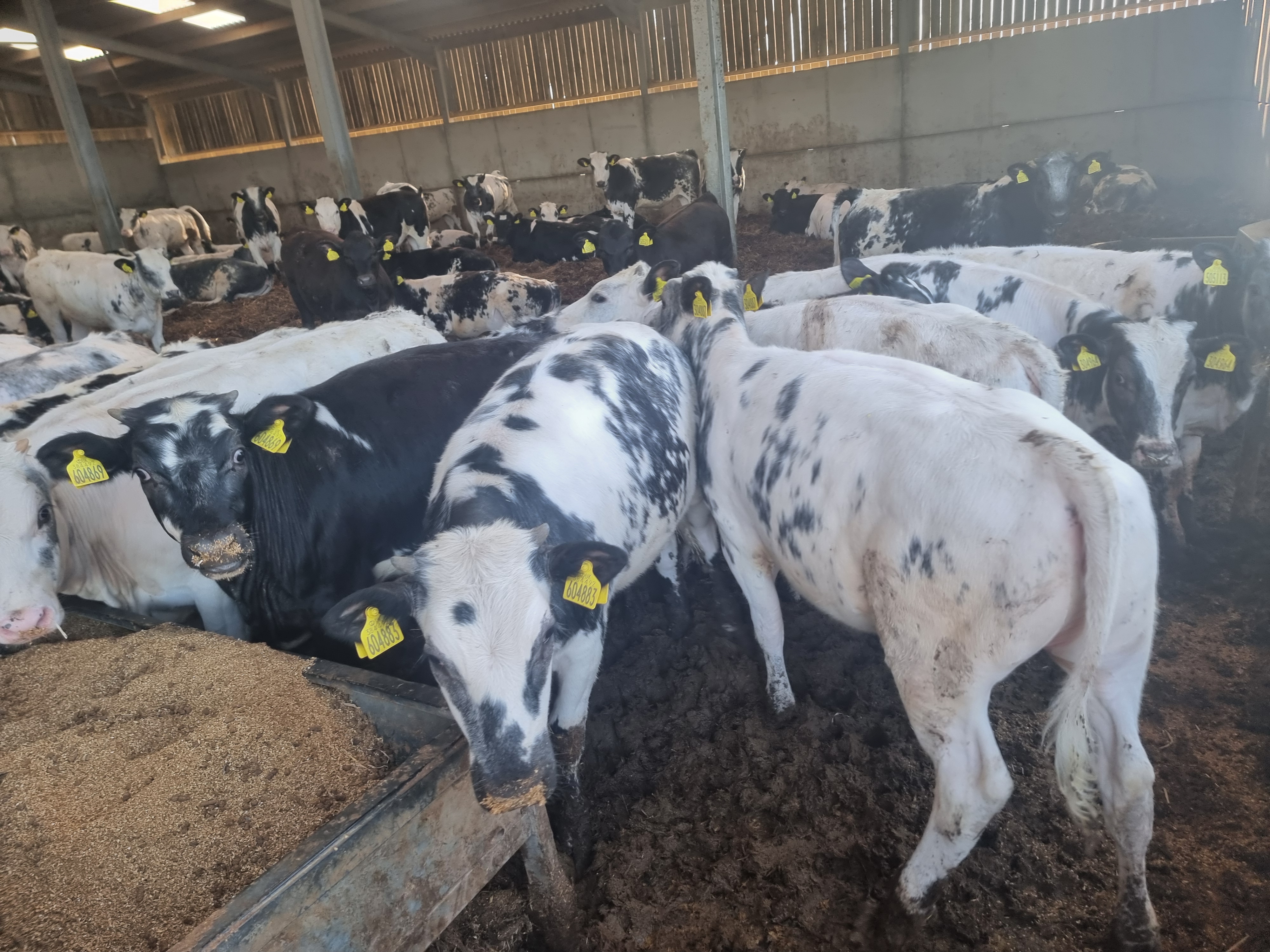 Calf prices | Page 17 | The Farming Forum