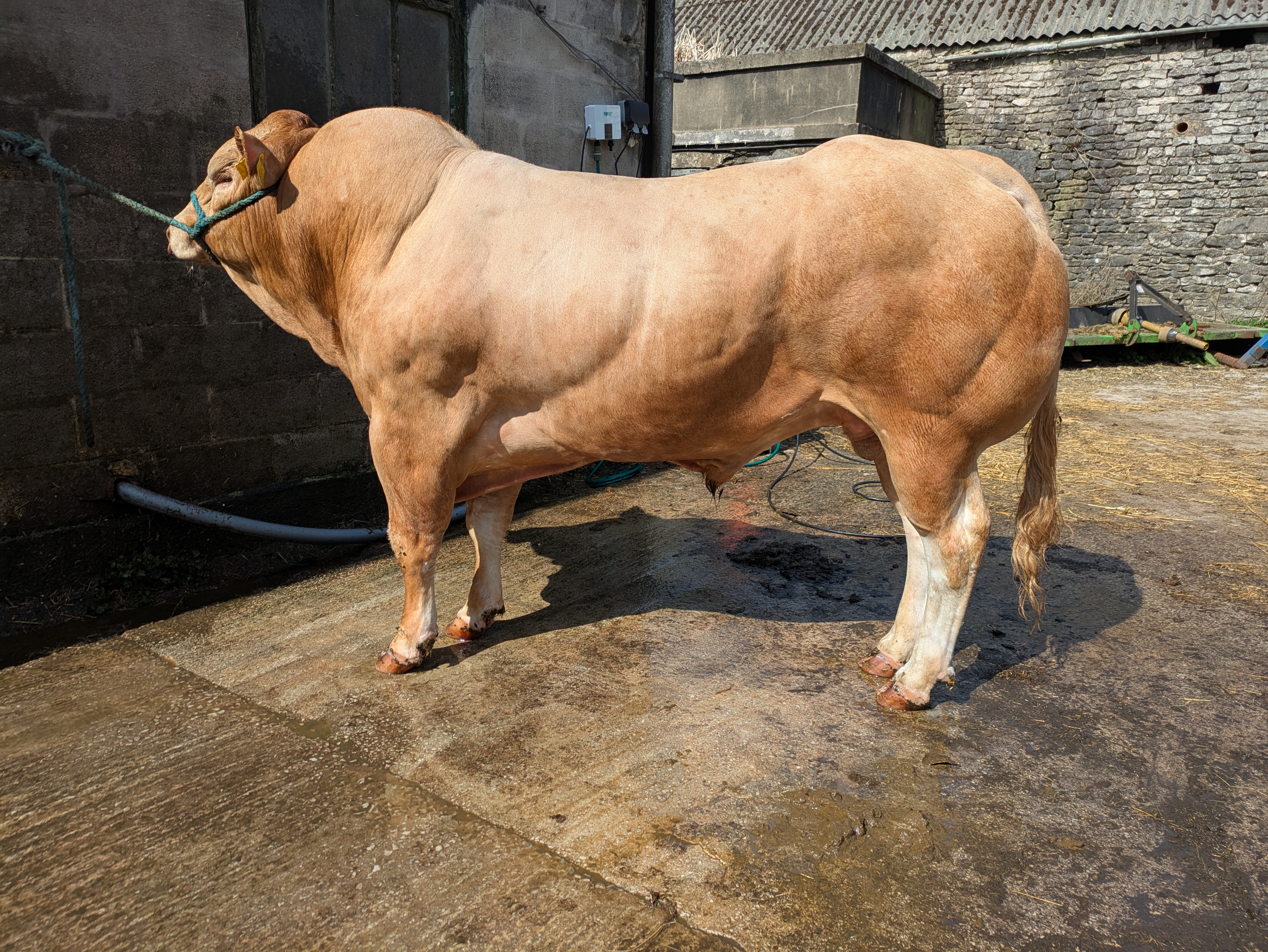The price of breeding bulls | Page 3 | The Farming Forum