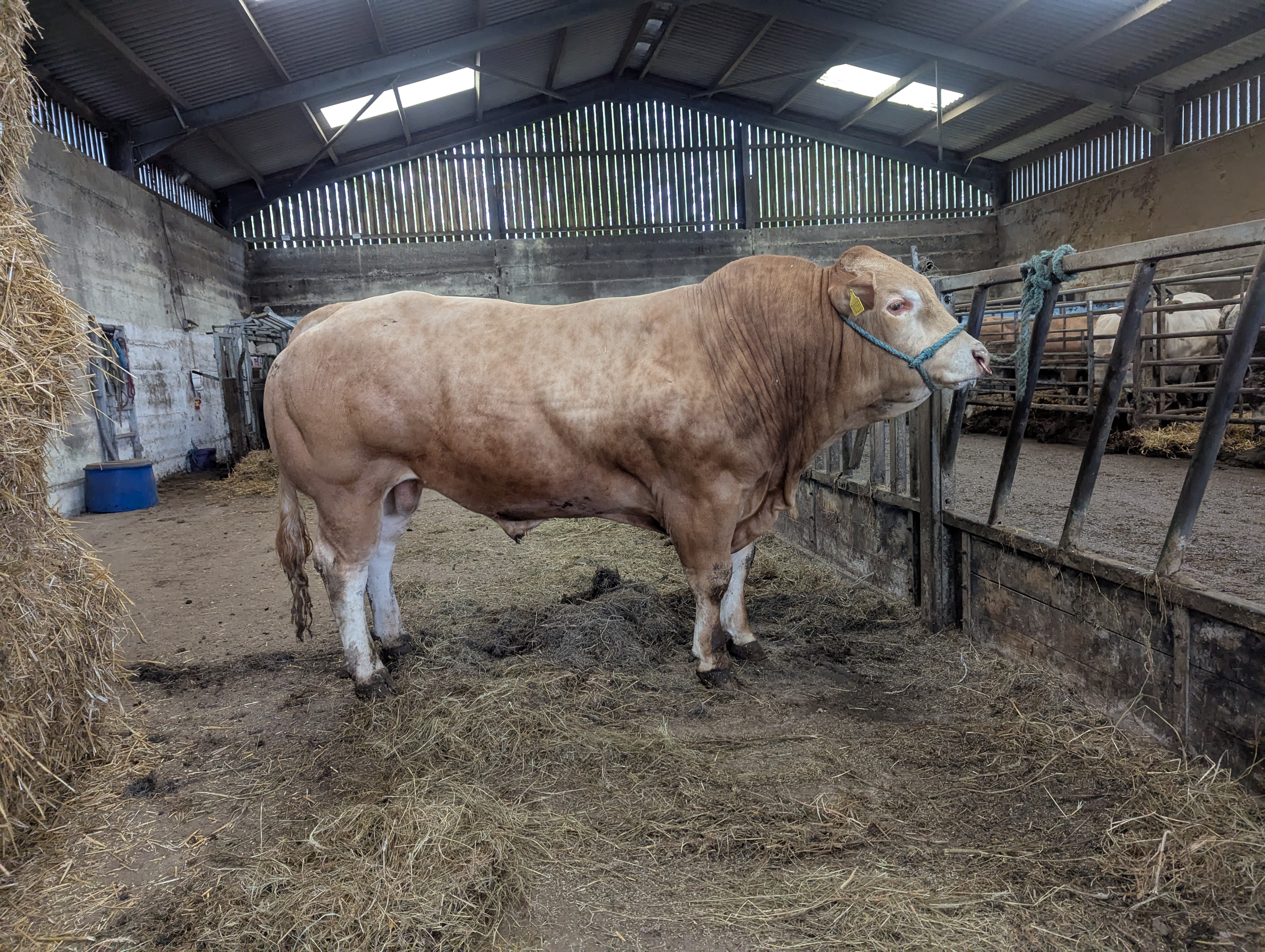The price of breeding bulls | Page 3 | The Farming Forum