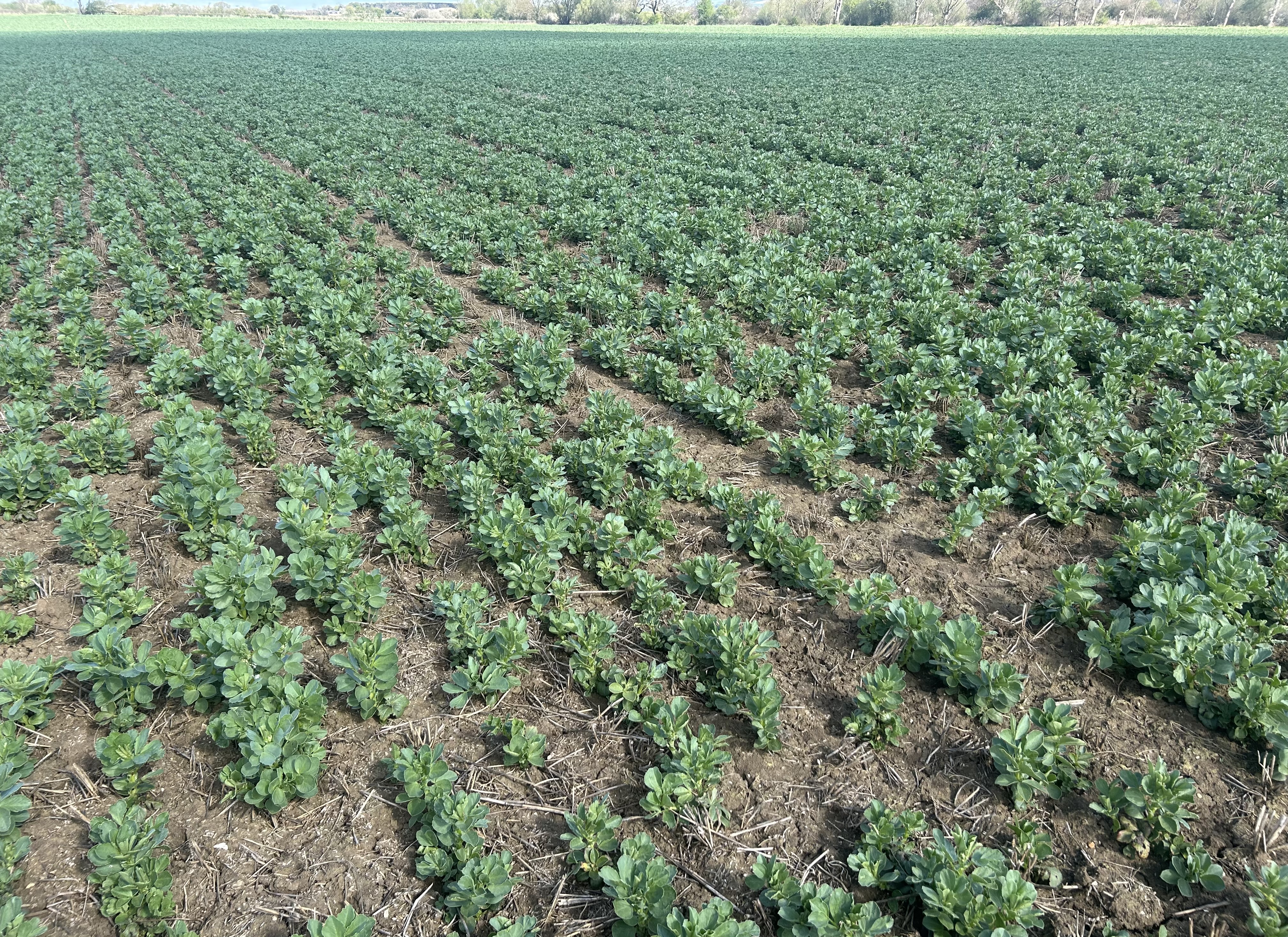 Direct/Strip-till drilling photo gallery | Page 151 | The Farming Forum