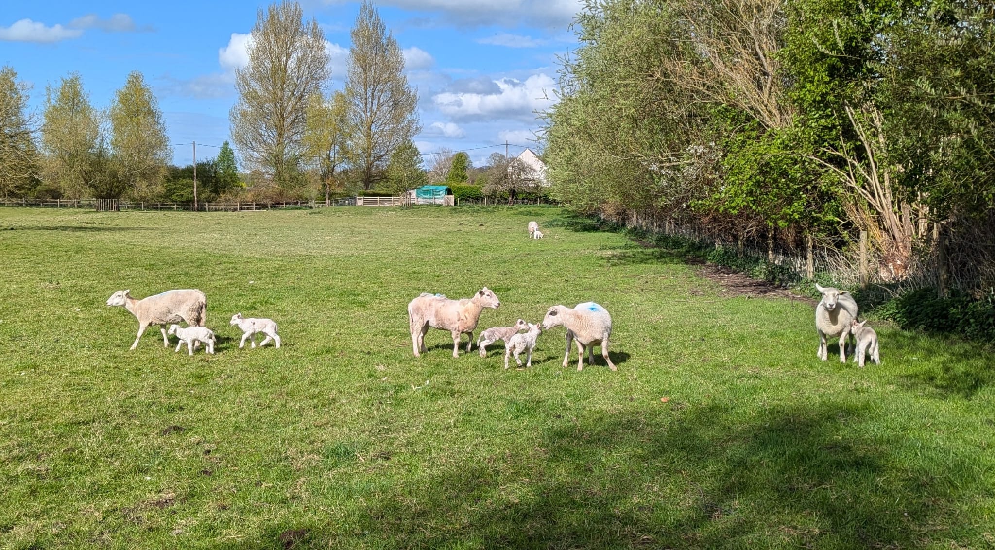 Feeding outdoor lambing ewes. | Page 4 | The Farming Forum