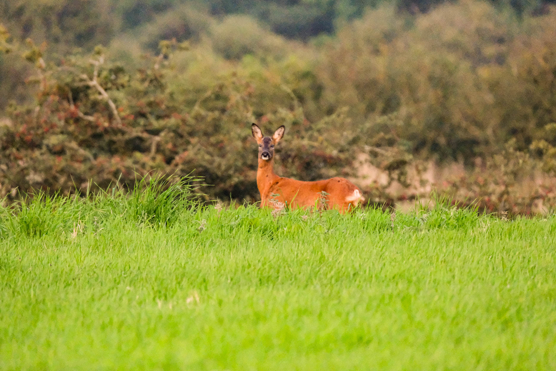 Shooting Deer | The Farming Forum