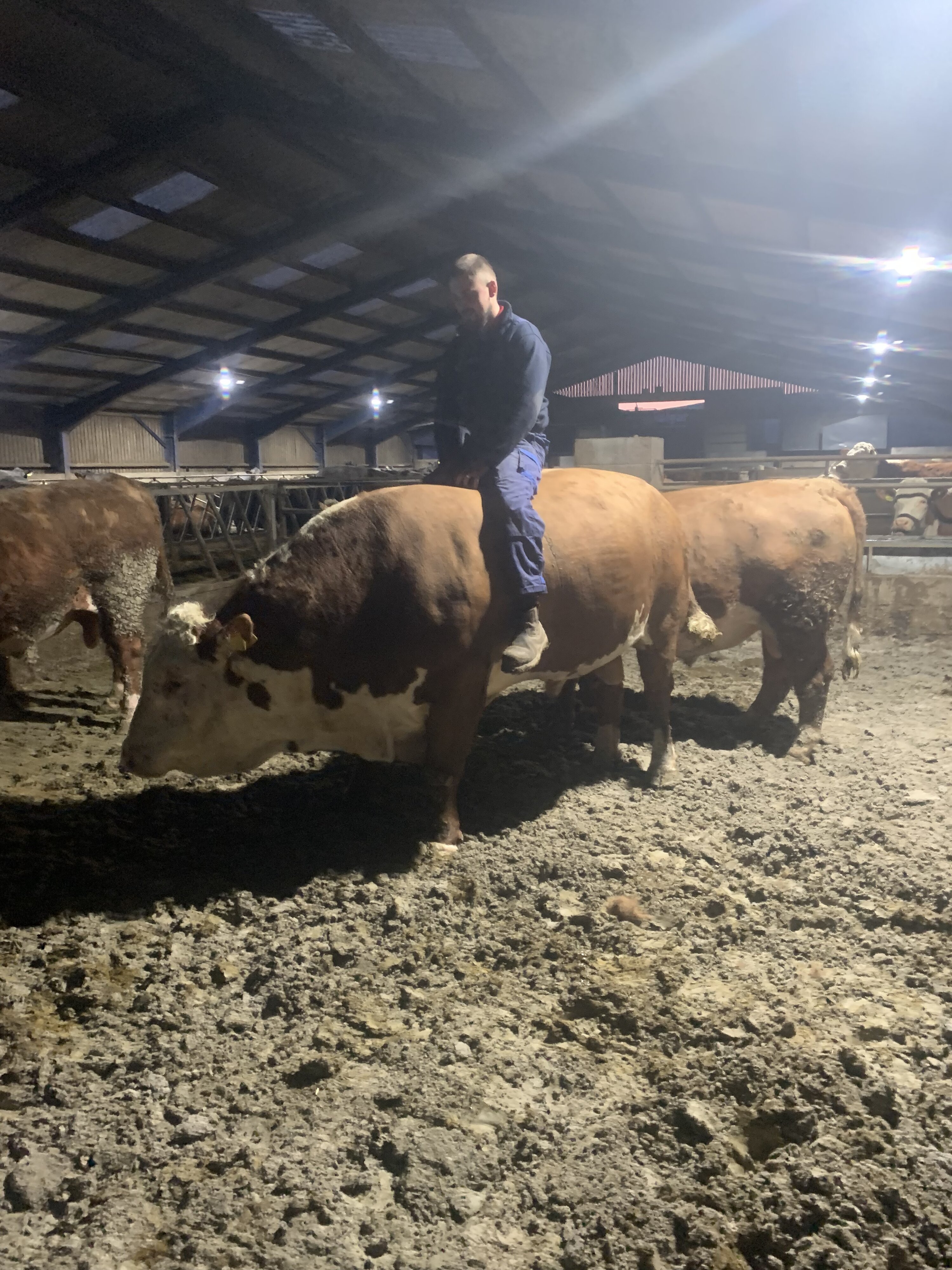 Ideal suckler cow | Page 29 | The Farming Forum
