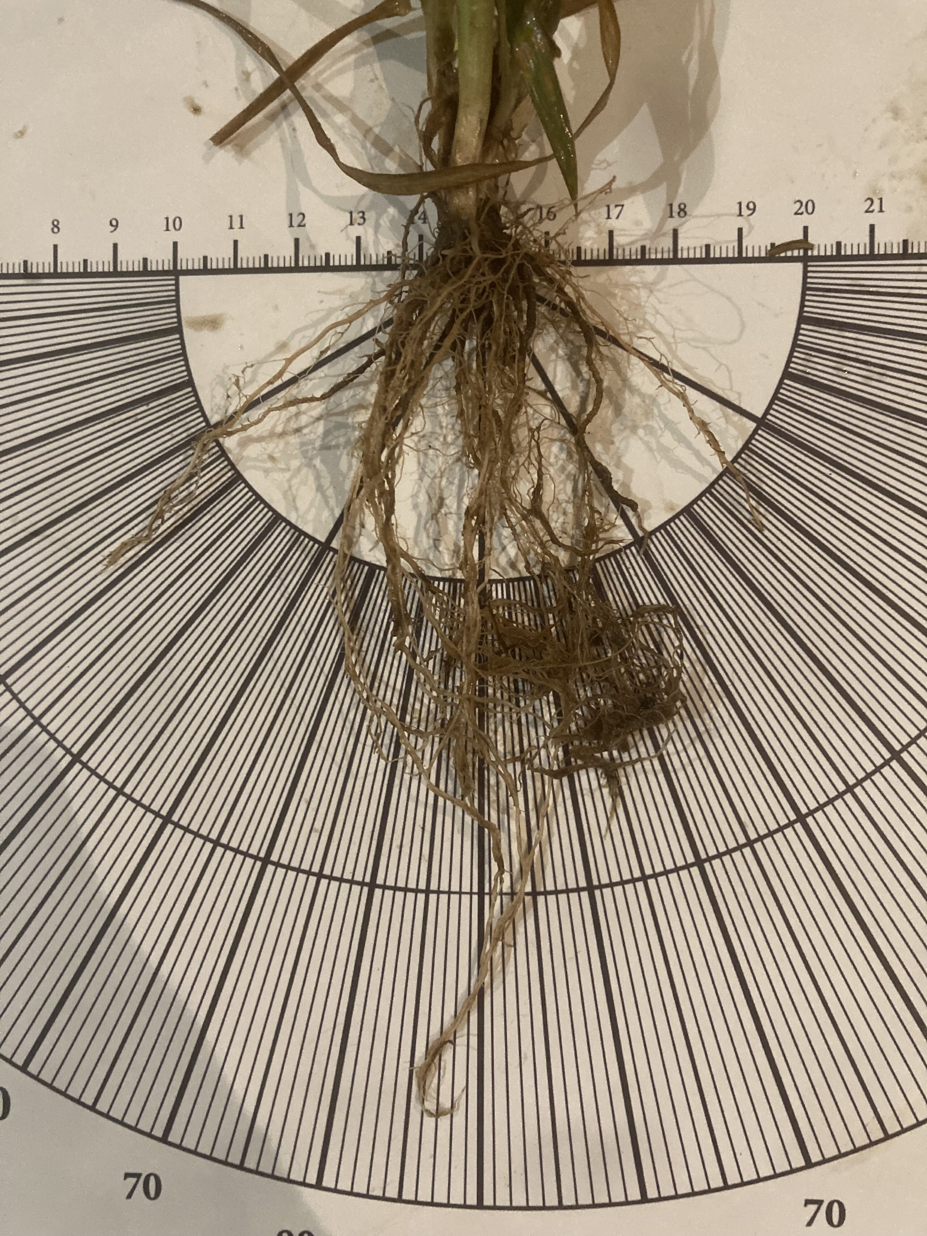 PES Sampling & Shovelomics measuring | The Farming Forum