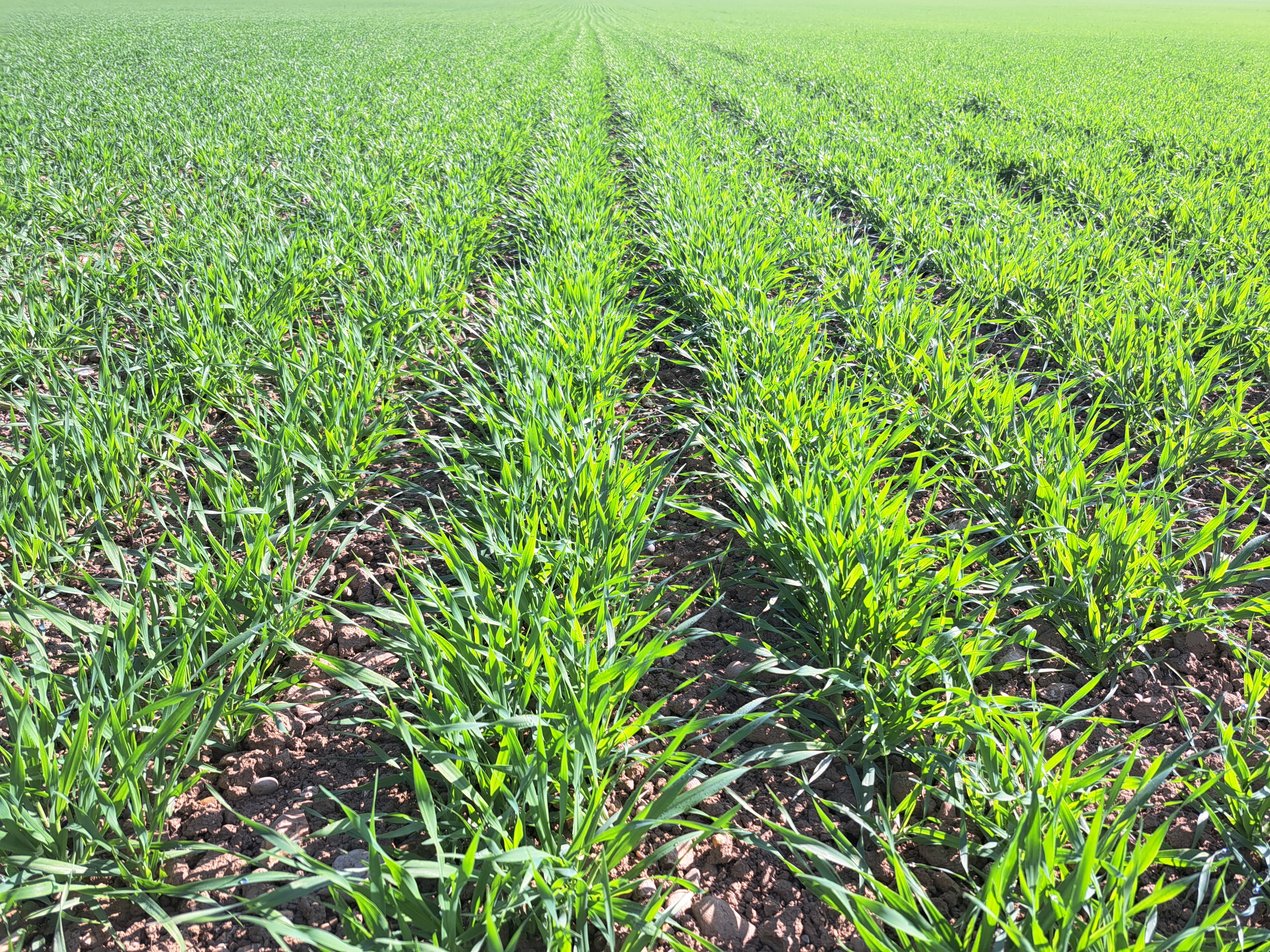 The humble year of an organic farmer | Page 15 | The Farming Forum