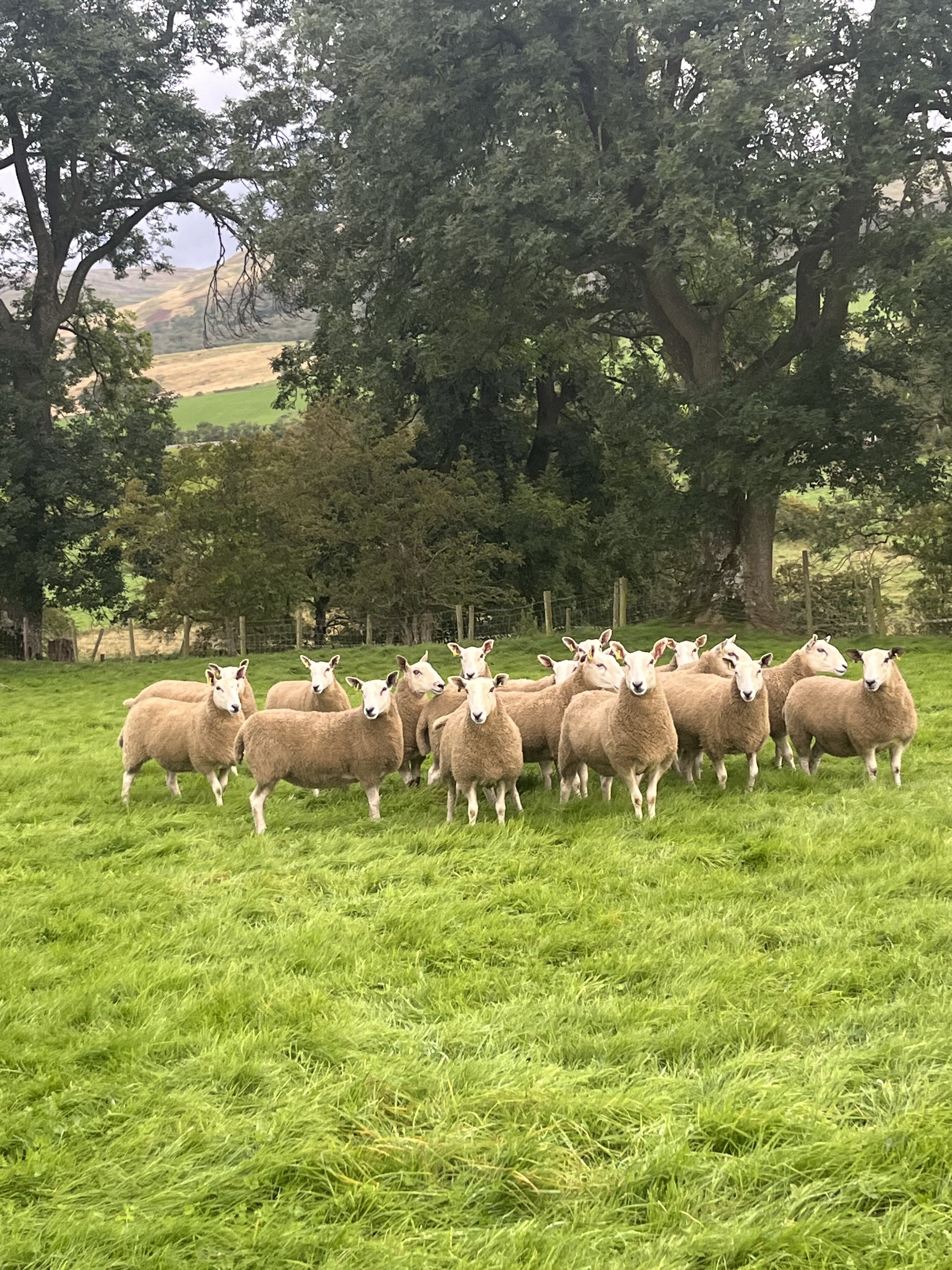 Confessions of the Sheep/Beef Cattle/Pig Addicts | Page 4418 | The ...
