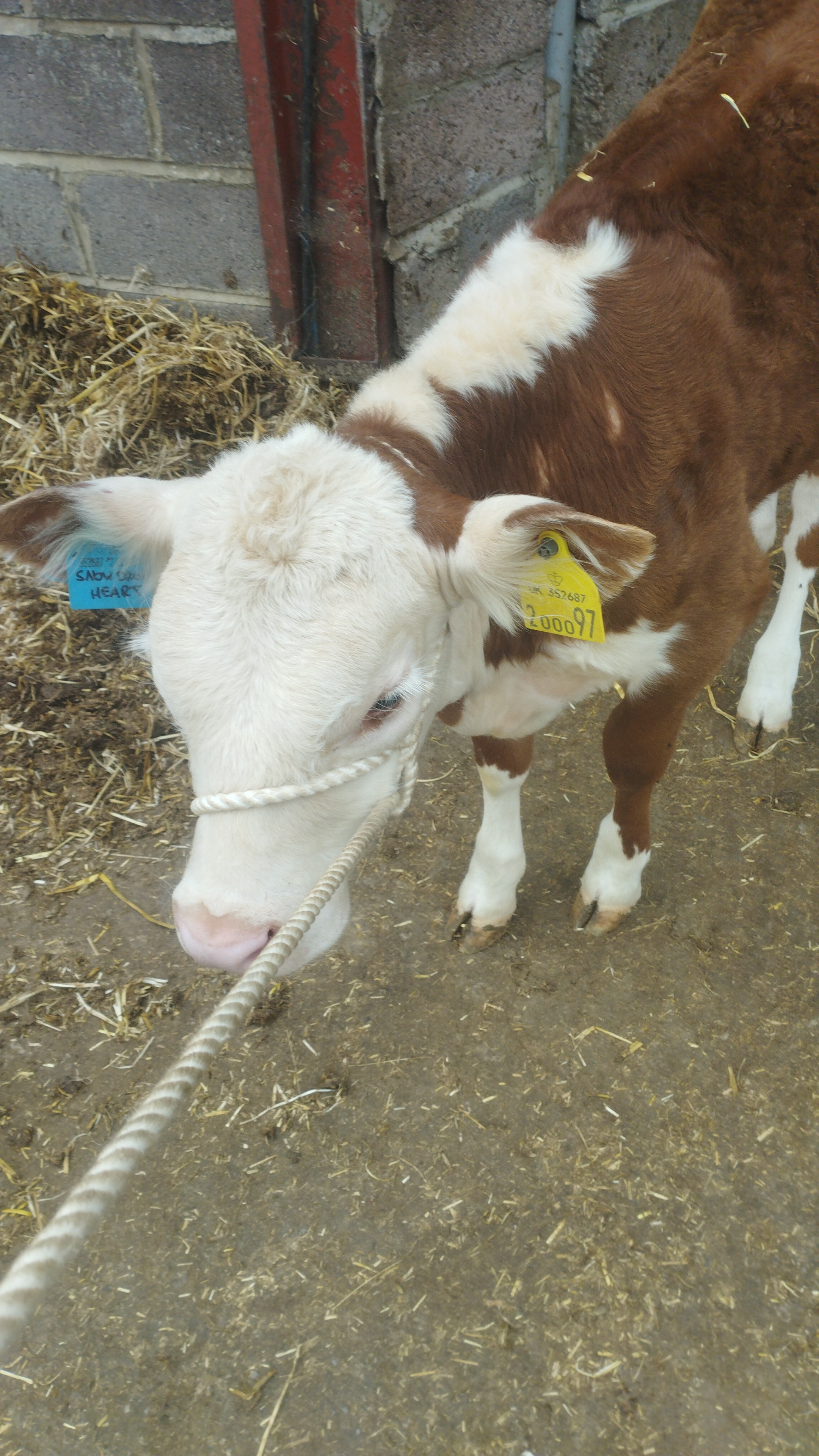 Confessions of the Sheep/Beef Cattle/Pig Addicts | Page 4446 | The ...