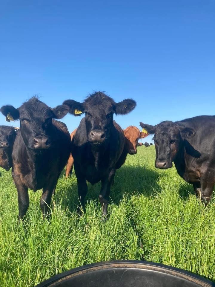 Confessions of the Sheep/Beef Cattle/Pig Addicts | Page 4478 | The ...