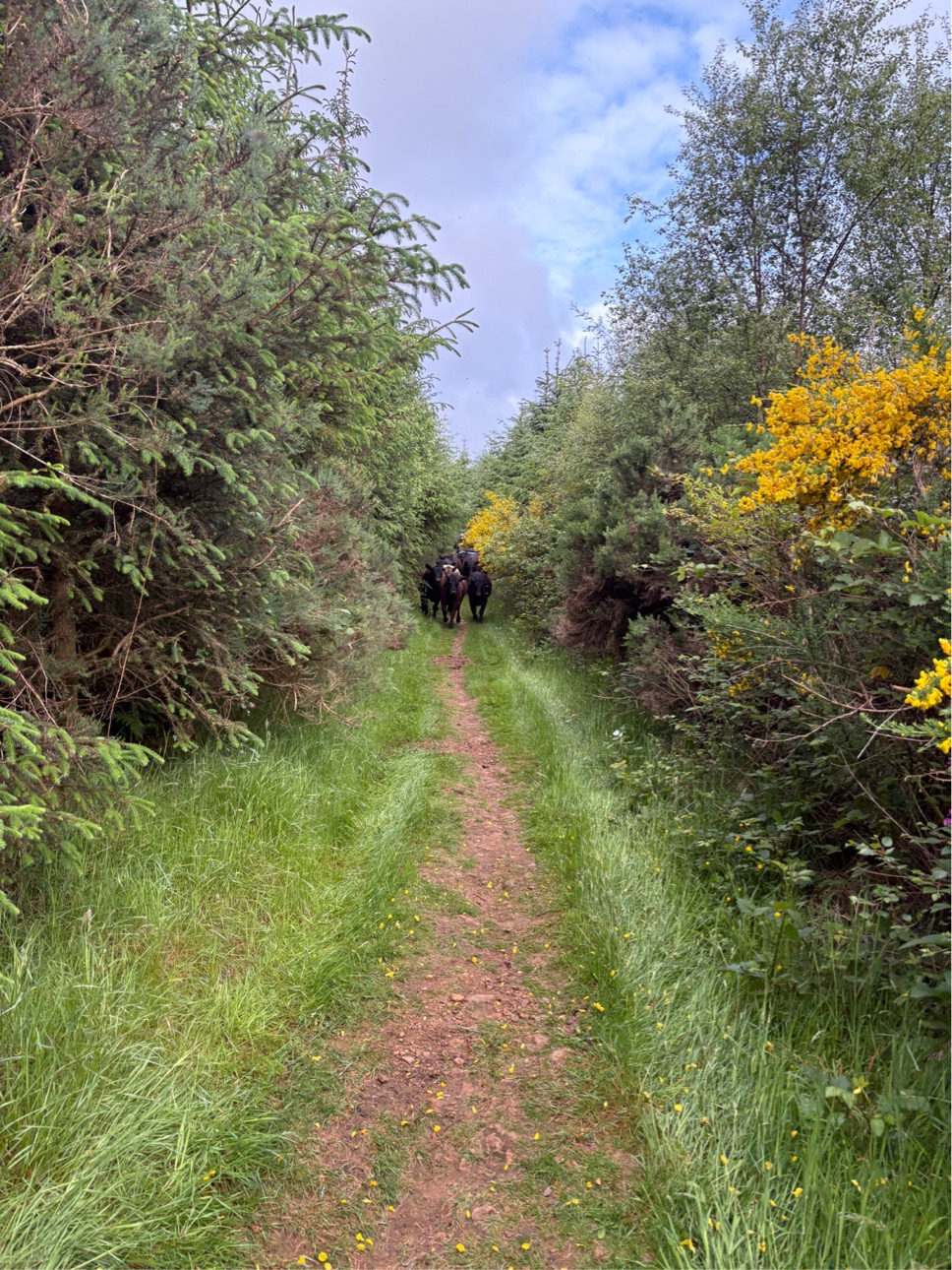 Confessions of the Sheep/Beef Cattle/Pig Addicts | Page 4480 | The ...