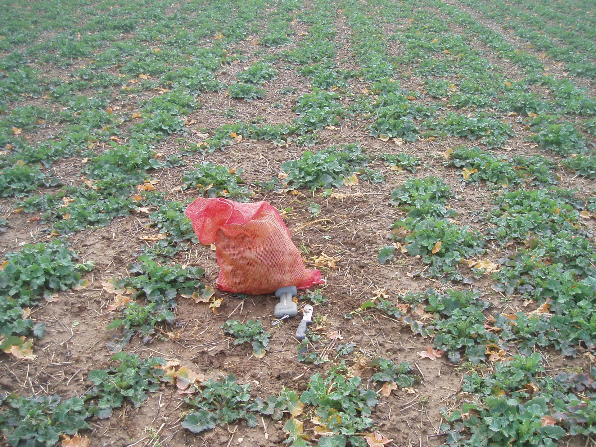 OSR GAI | Page 2 | The Farming Forum