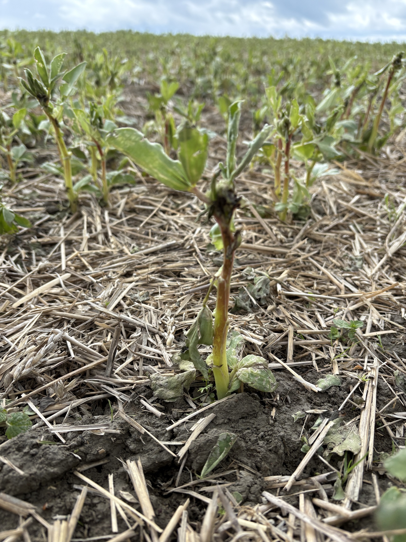 Hail damage in beans | The Farming Forum