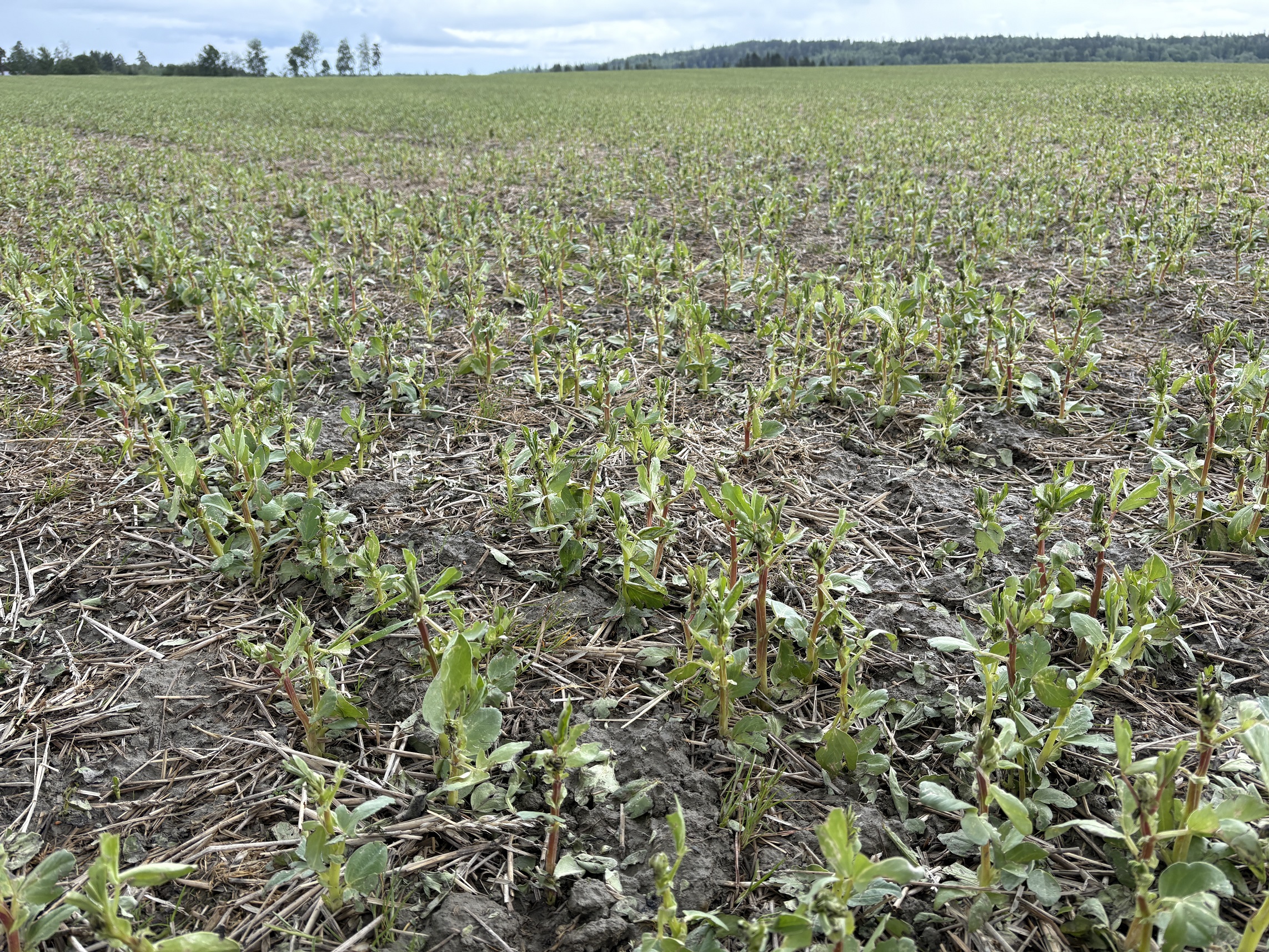 Hail damage in beans | The Farming Forum