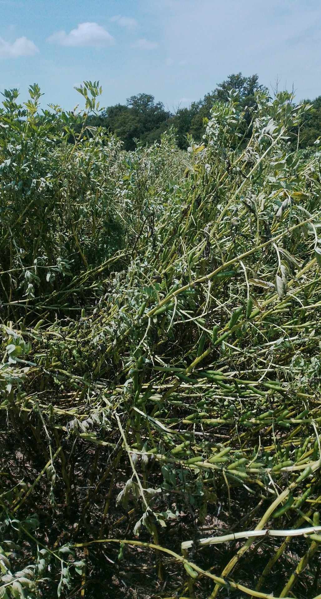 How are crops looking around the country? | Page 14 | The Farming Forum