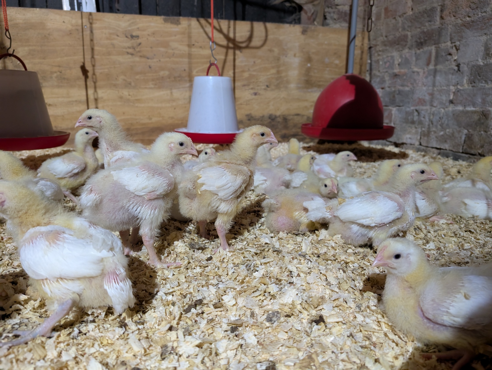 2 Week Old Broiler Chicks for Sale- Hubbard 757 | The Farming Forum