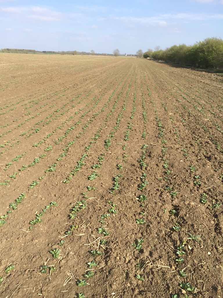 Direct/Strip-till drilling photo gallery | Page 40 | The Farming Forum