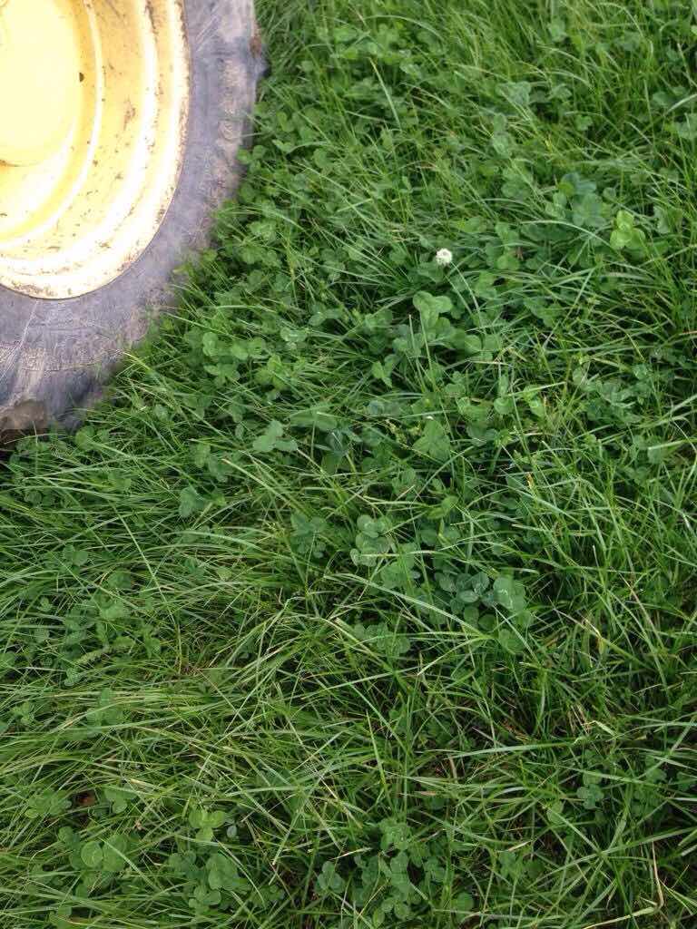 Re seed permanent pasture | Page 8 | The Farming Forum