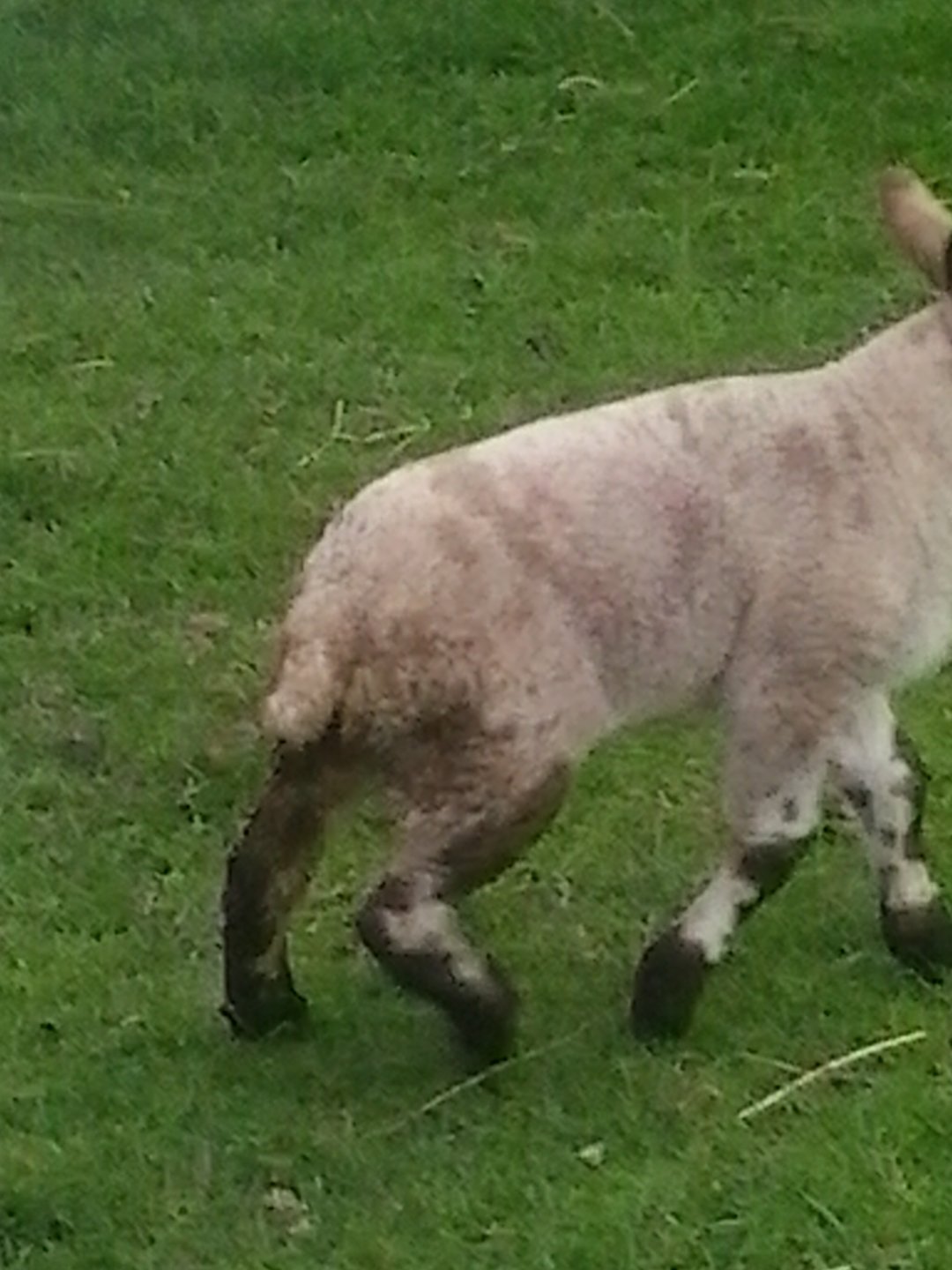 Paralysed lamb | The Farming Forum