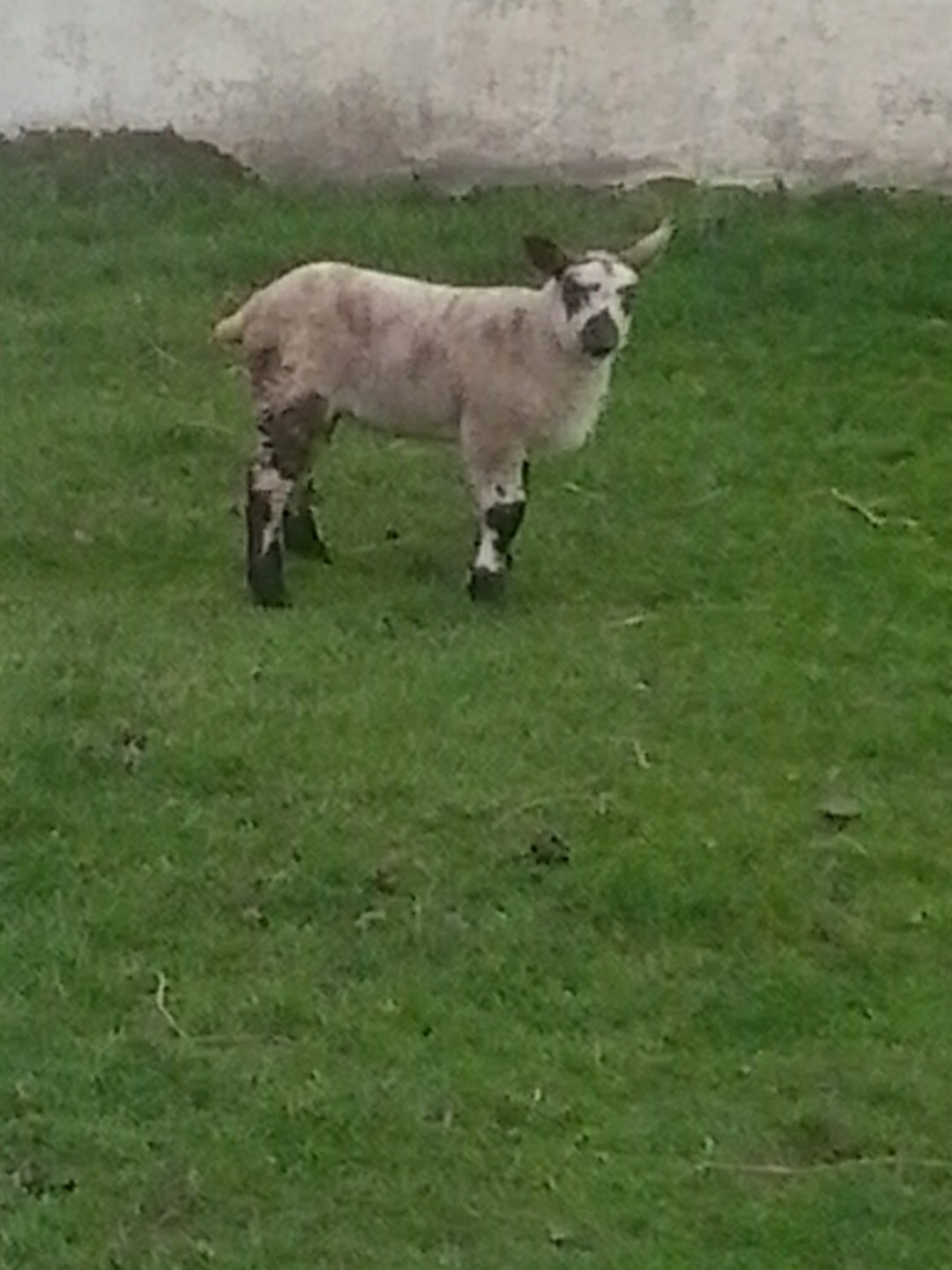Paralysed lamb | The Farming Forum