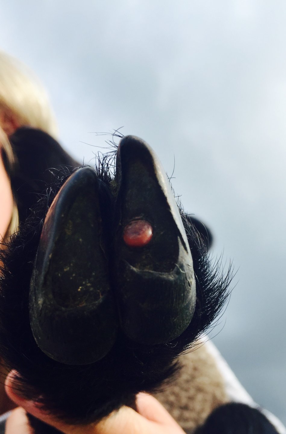 Lamb Hoof | The Farming Forum