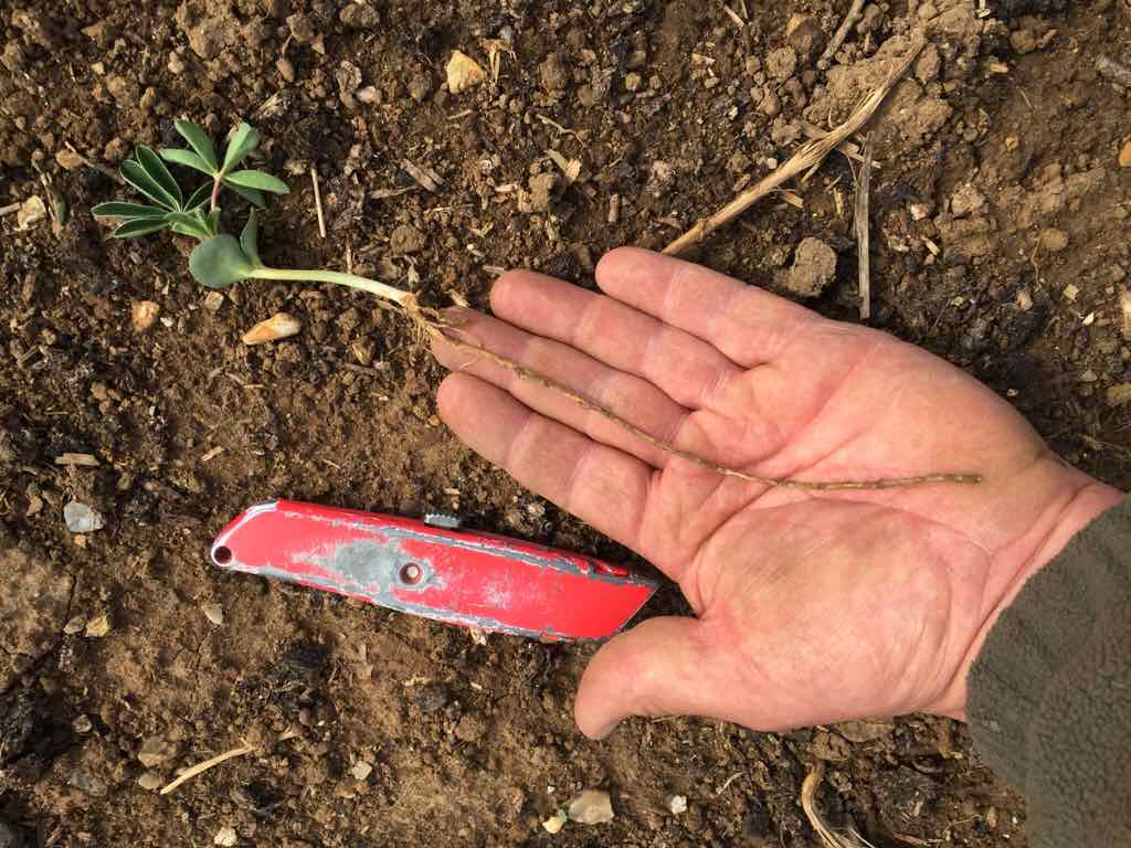 Lupins | The Farming Forum