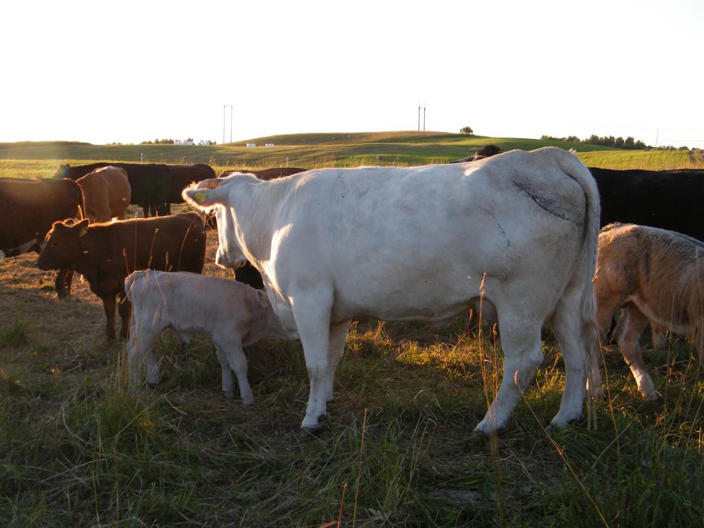 Livestock pictures | Page 14 | The Farming Forum