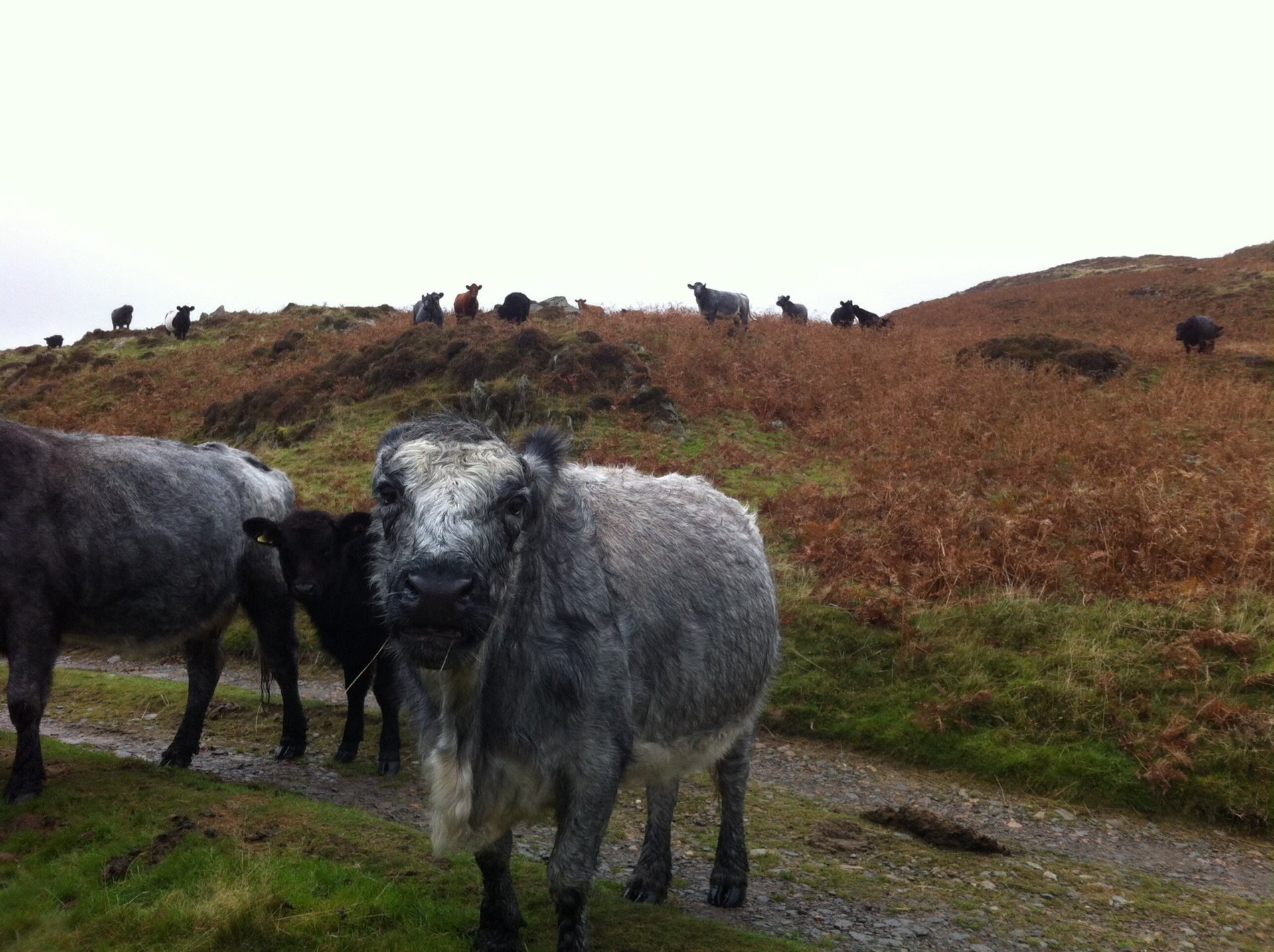 blue grey cattle | Page 2 | The Farming Forum