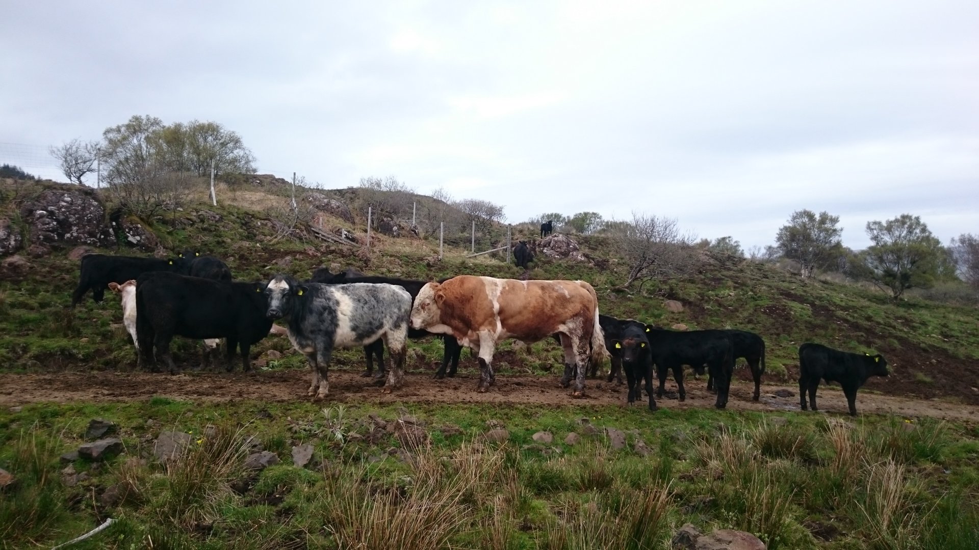 blue grey cattle | Page 3 | The Farming Forum