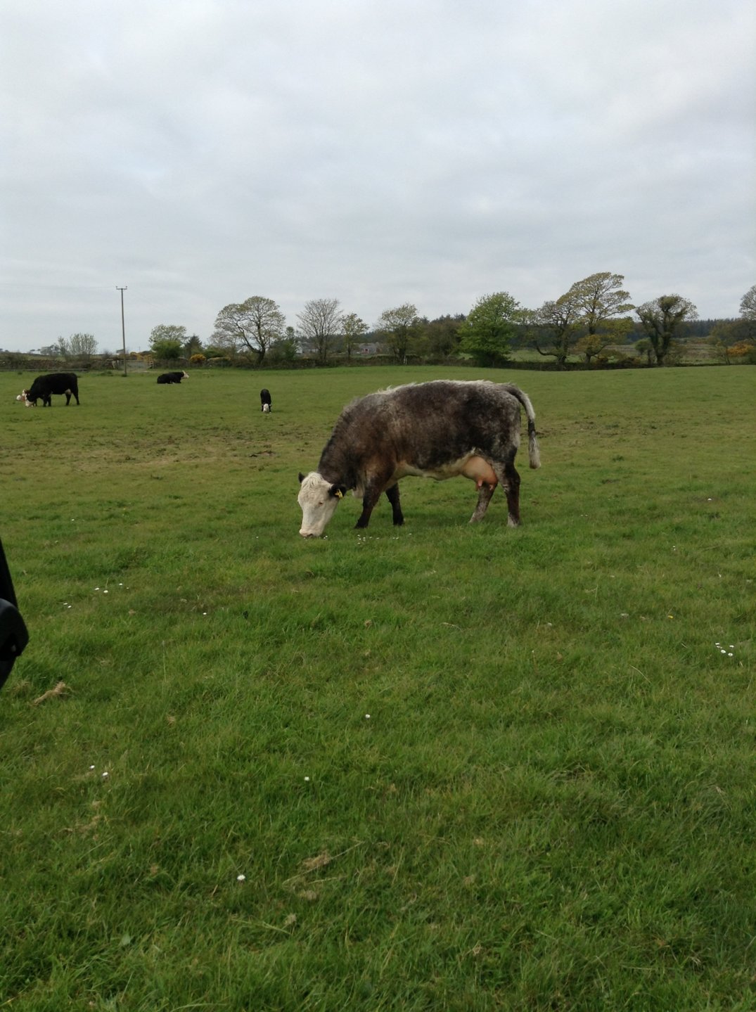 blue grey cattle | Page 3 | The Farming Forum