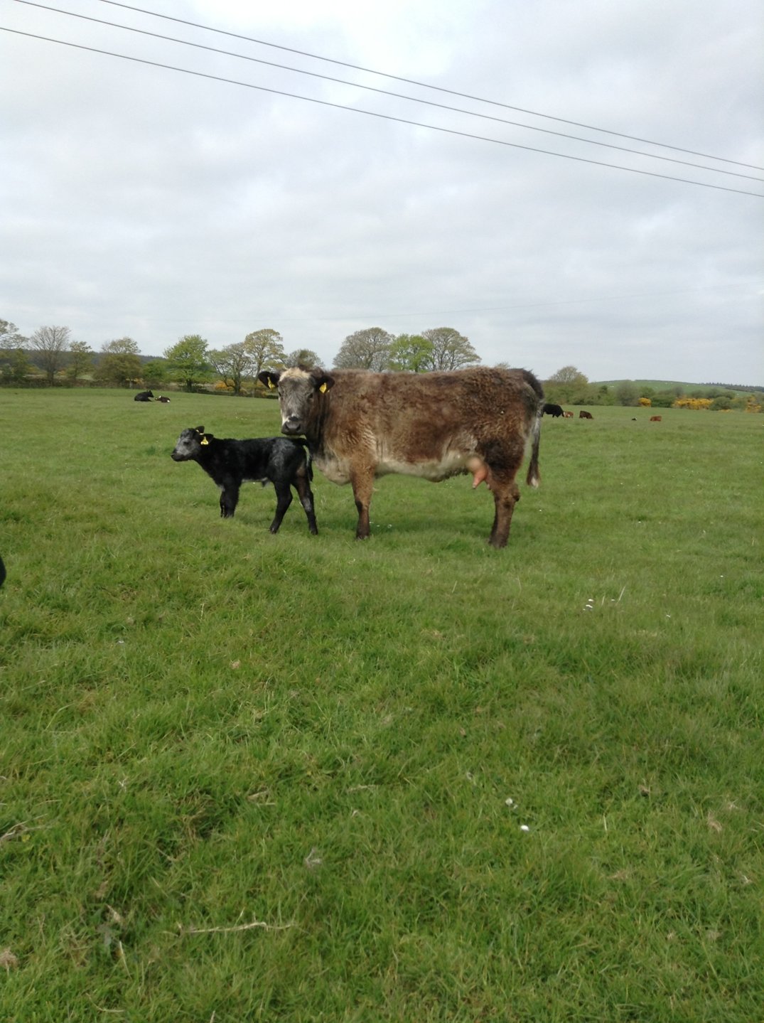 blue grey cattle | Page 3 | The Farming Forum
