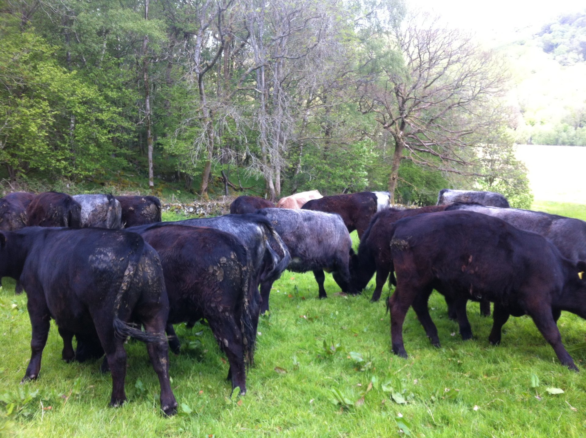 blue grey cattle | Page 4 | The Farming Forum