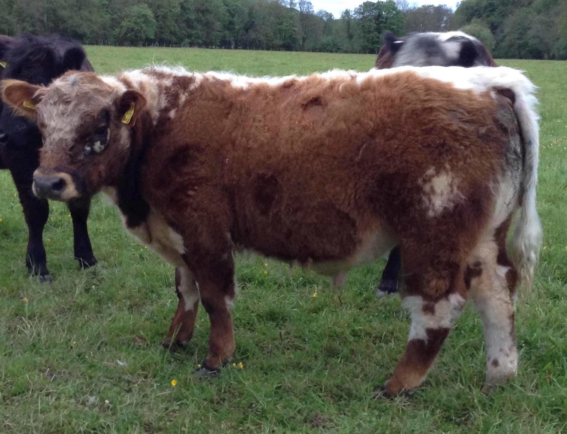 Young Riggit Galloway bull for sale | The Farming Forum