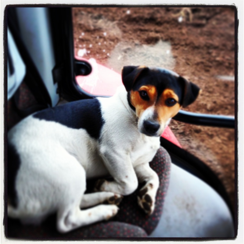 Dogs in tractors | The Farming Forum