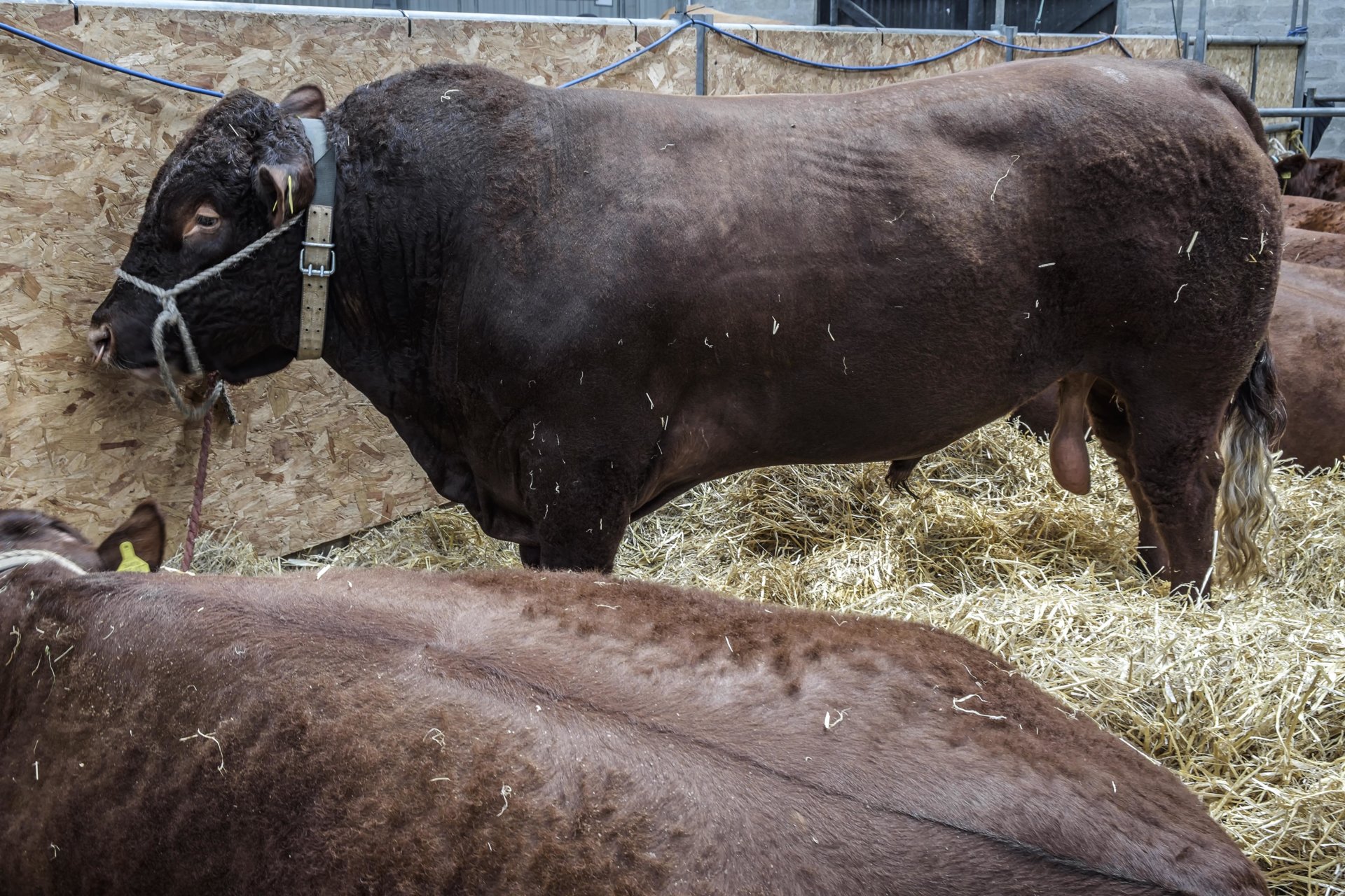 Royal Cornwall Show (photos) 2015 | The Farming Forum