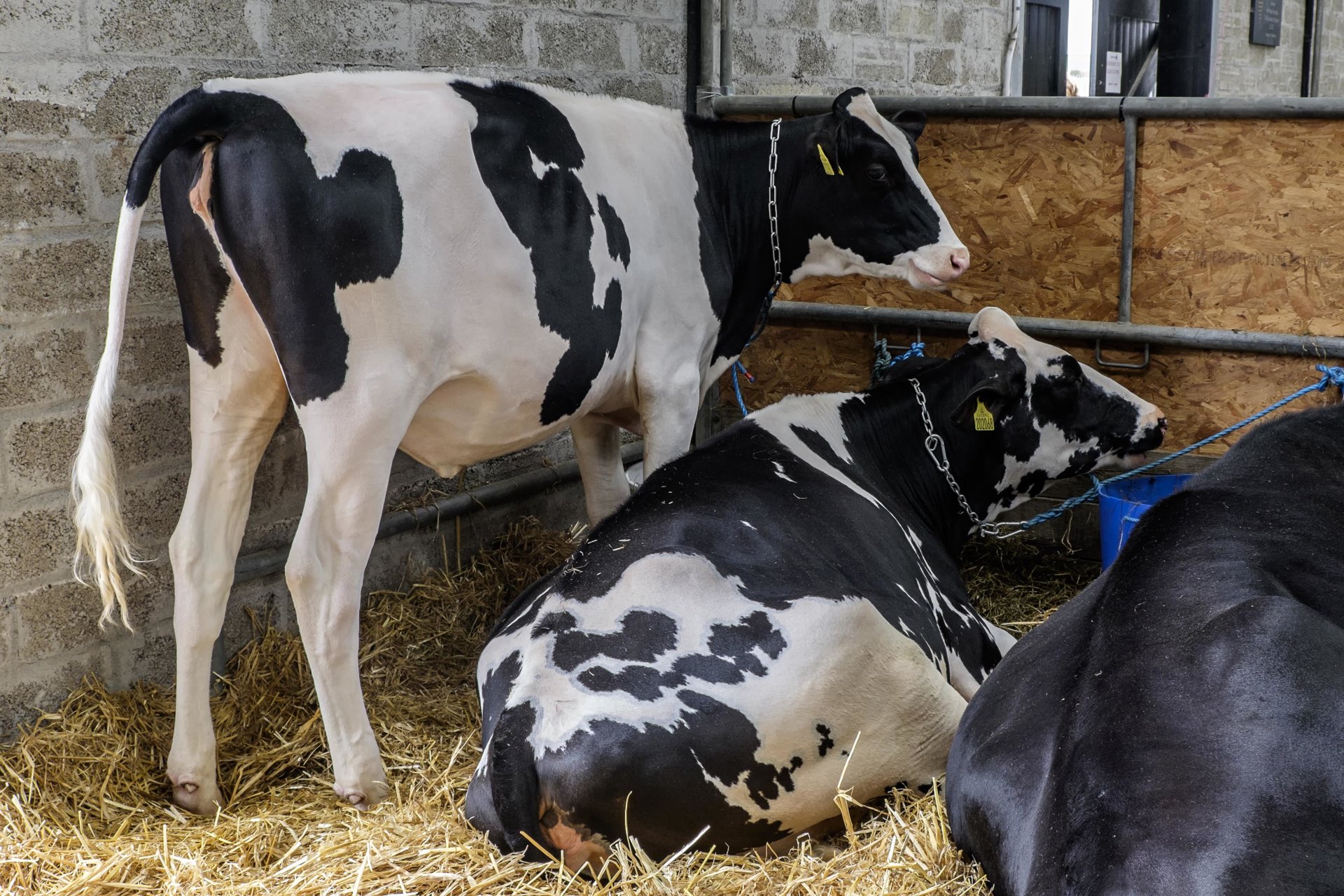 Royal Cornwall Show (photos) 2015 | The Farming Forum