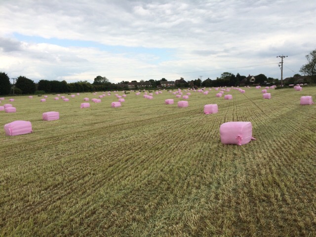 Marshmallow farming | The Farming Forum